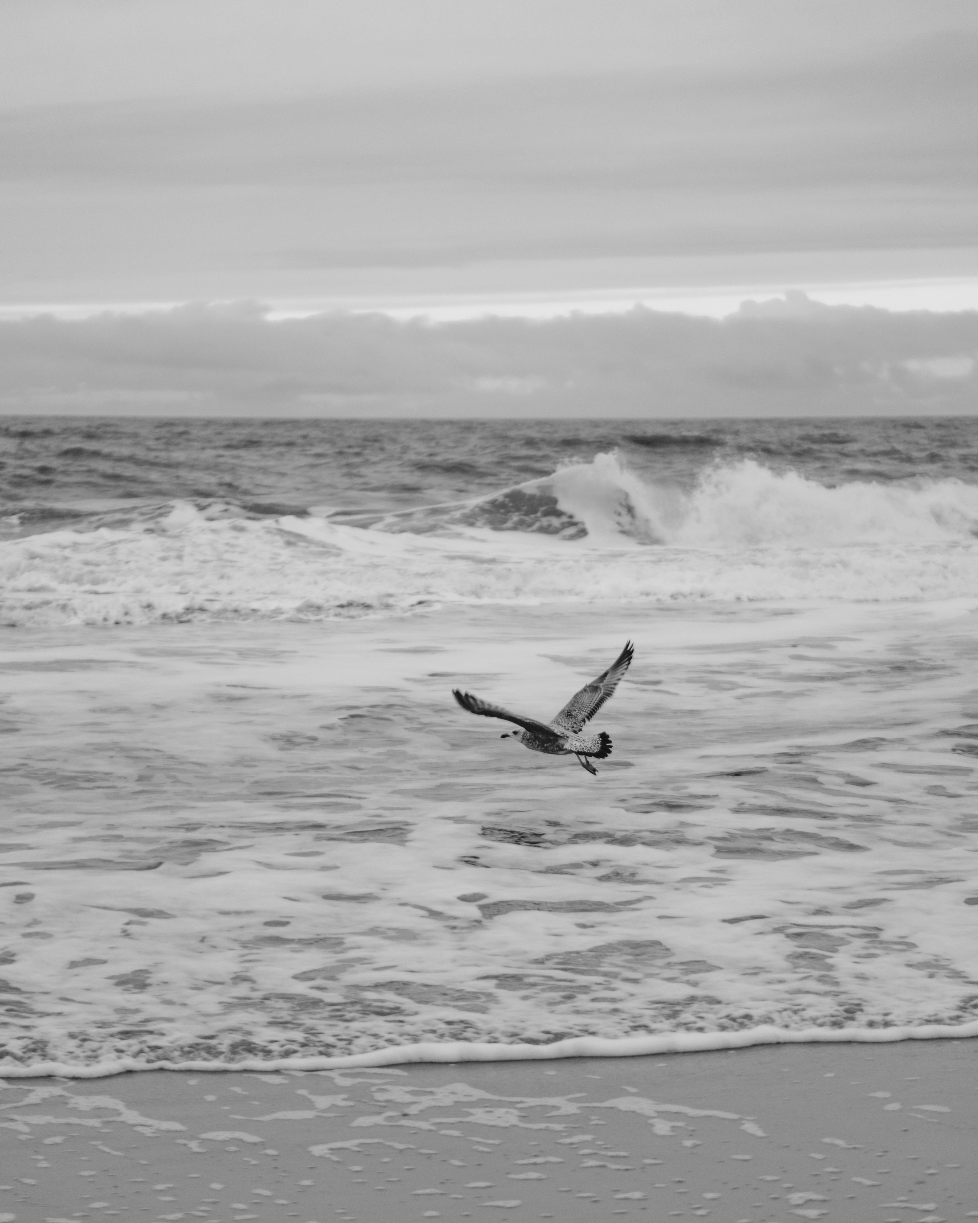 Seagull Flying over Disturbed Sea · Free Stock Photo