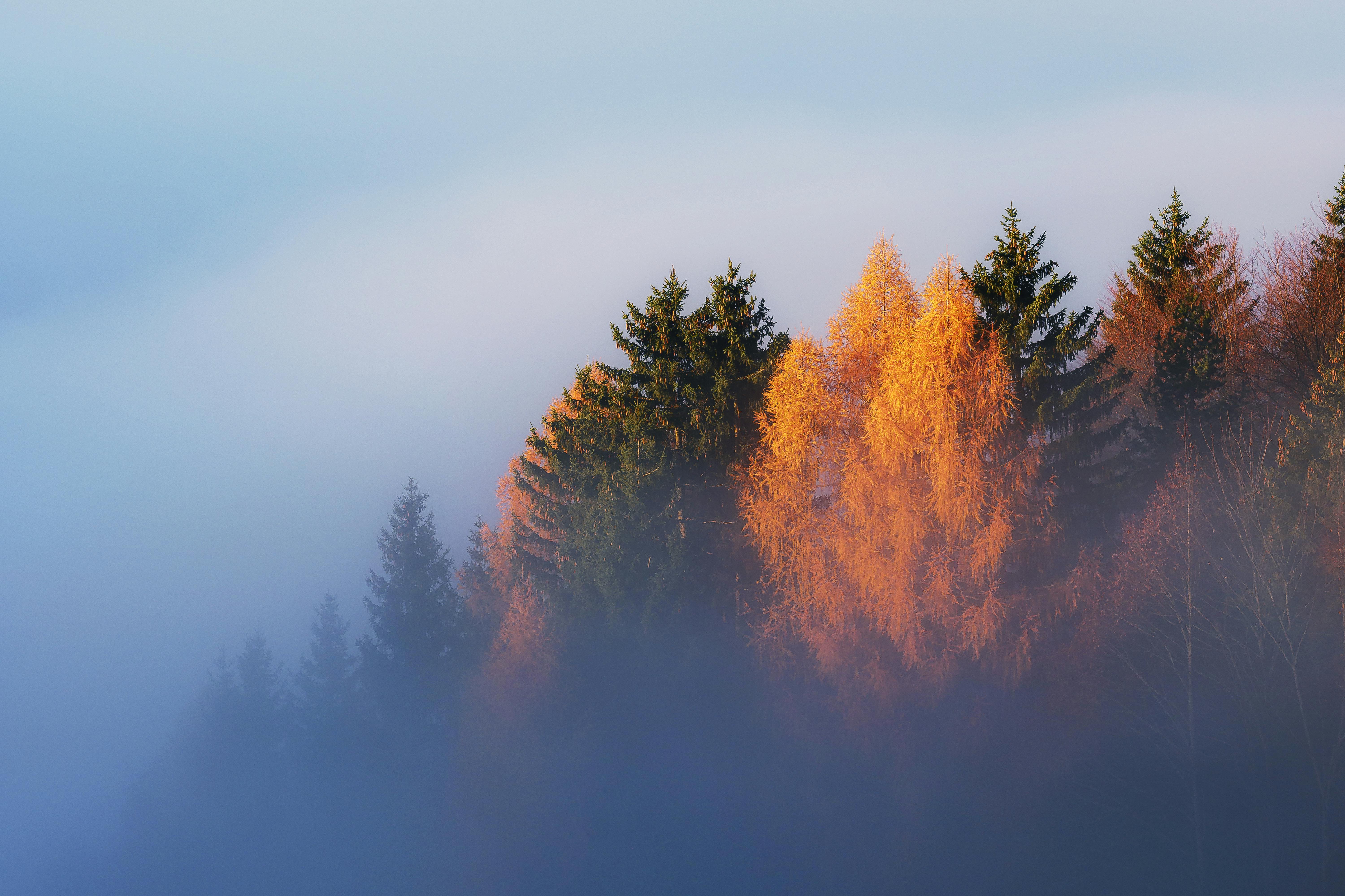 Autumn Trees in Forest on Foggy Day · Free Stock Photo