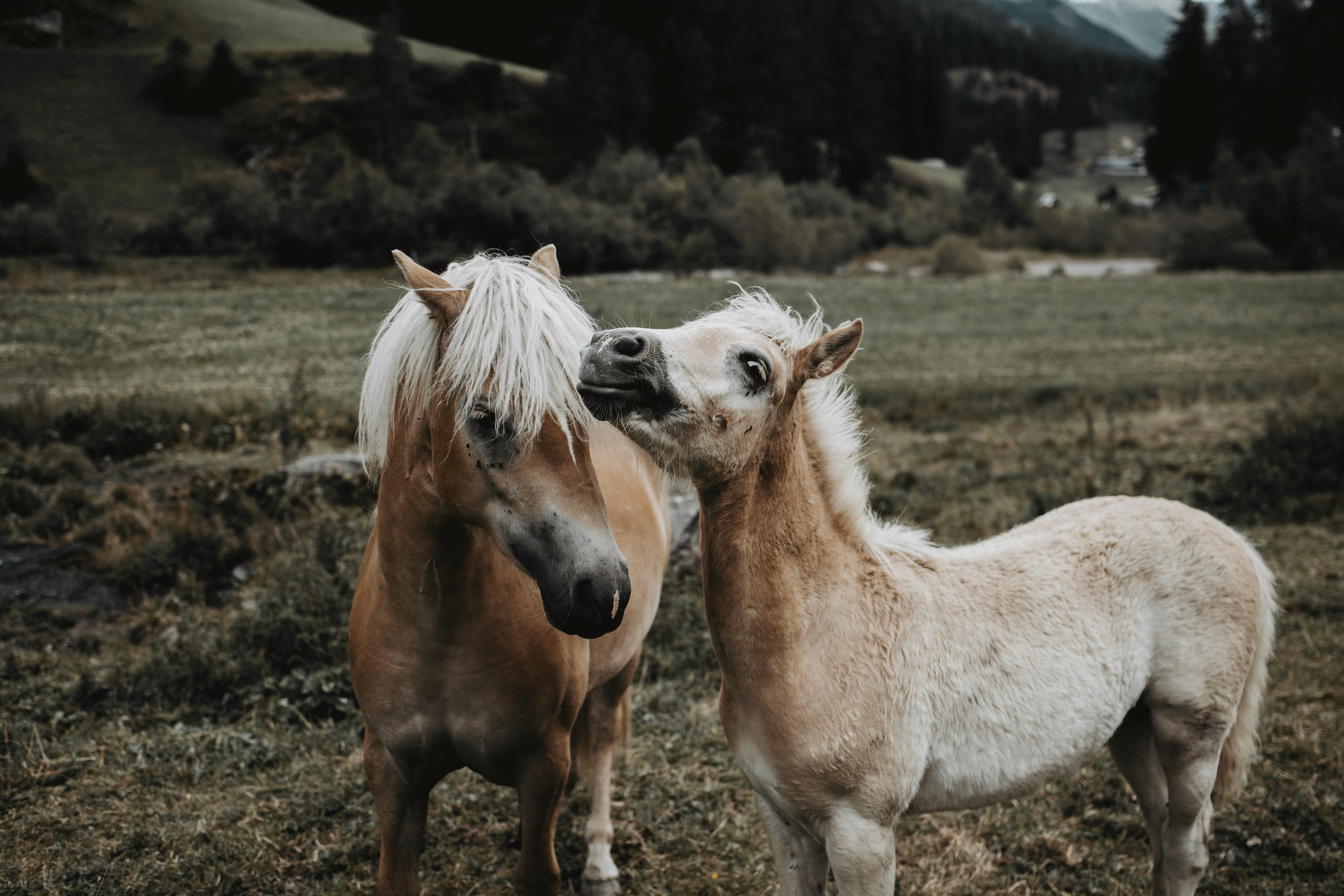 Foto profissional gratuita de animal, cavalos, chácara, criação de gado ...