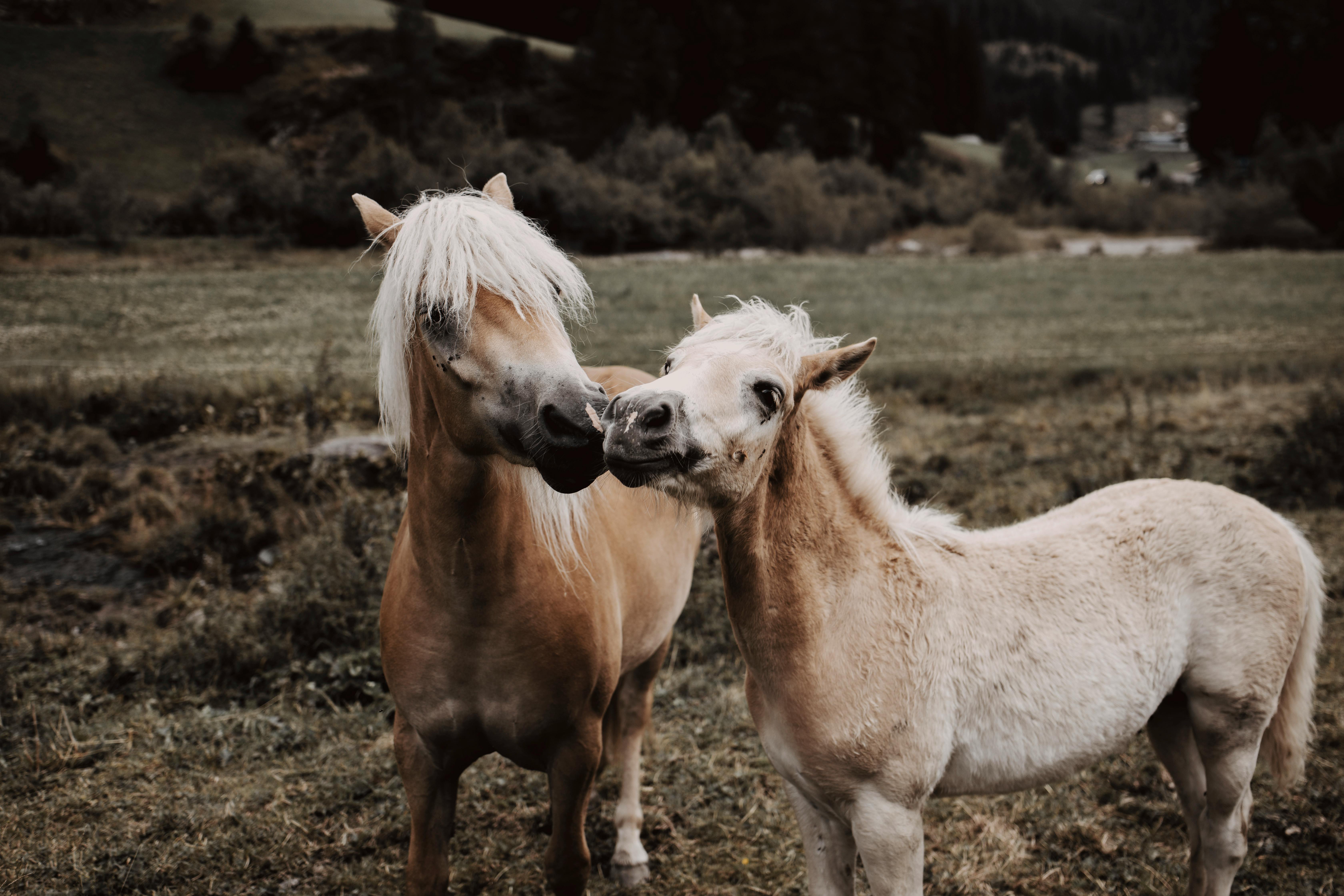 Foal Photos, Download The BEST Free Foal Stock Photos & HD Images