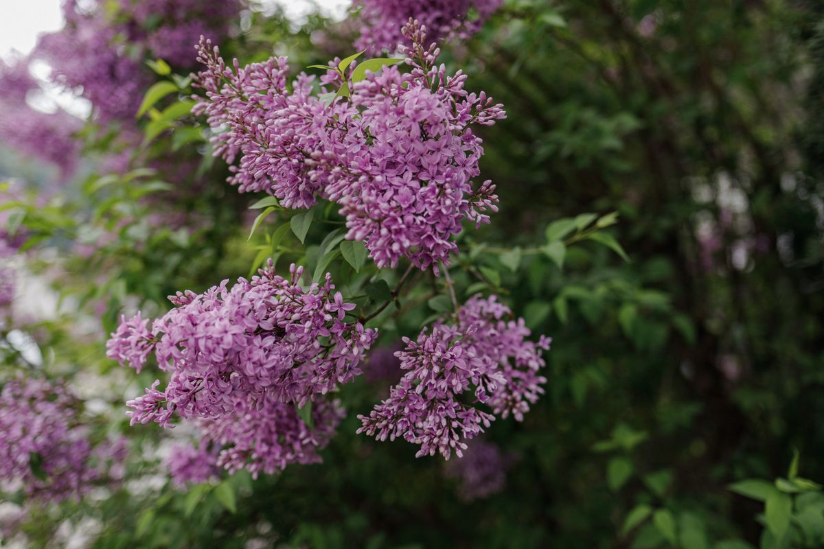 Full Grown Lilac Bush Photos, Download The BEST Free Full Grown Lilac ...