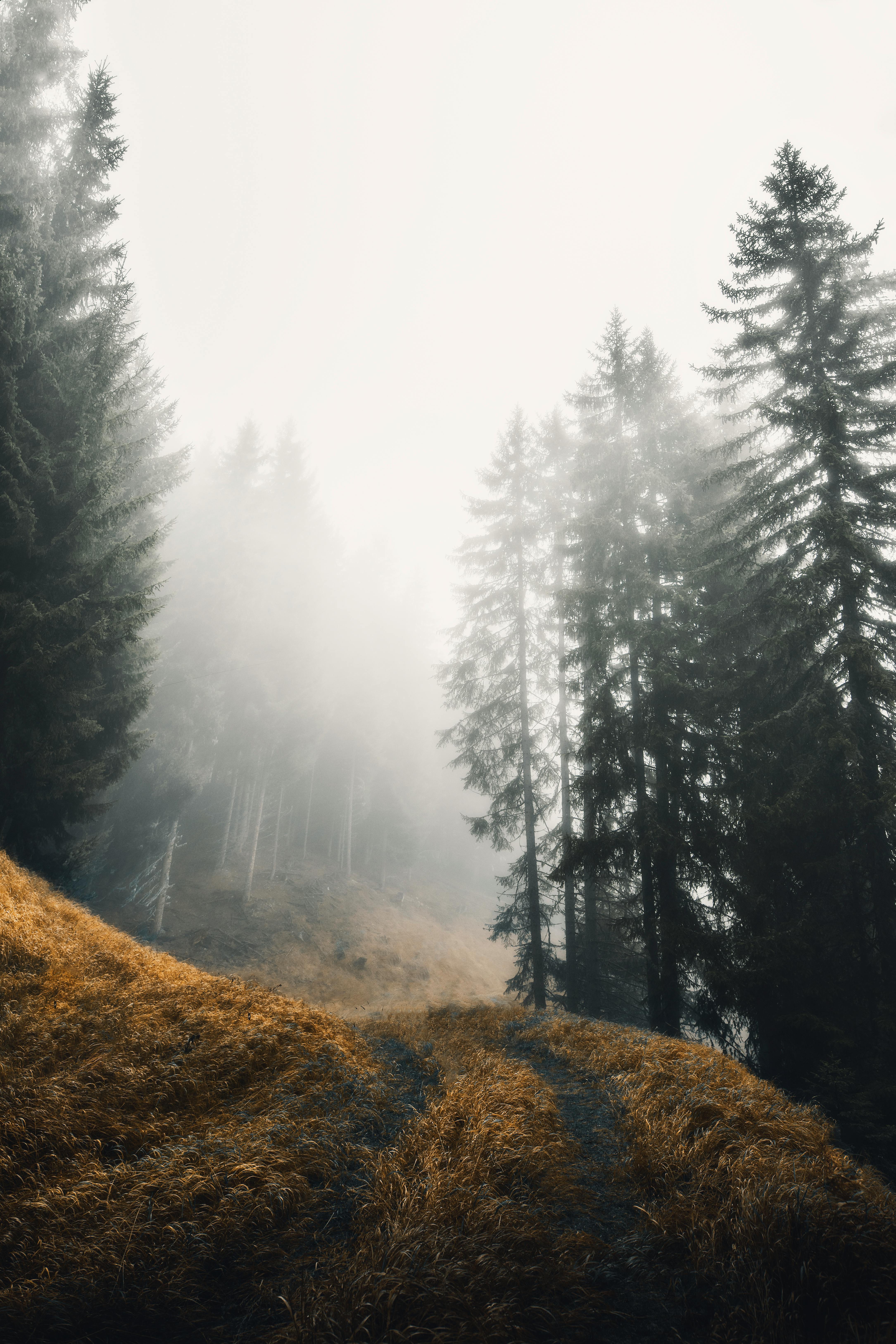 Trail in Forest on Foggy Day · Free Stock Photo