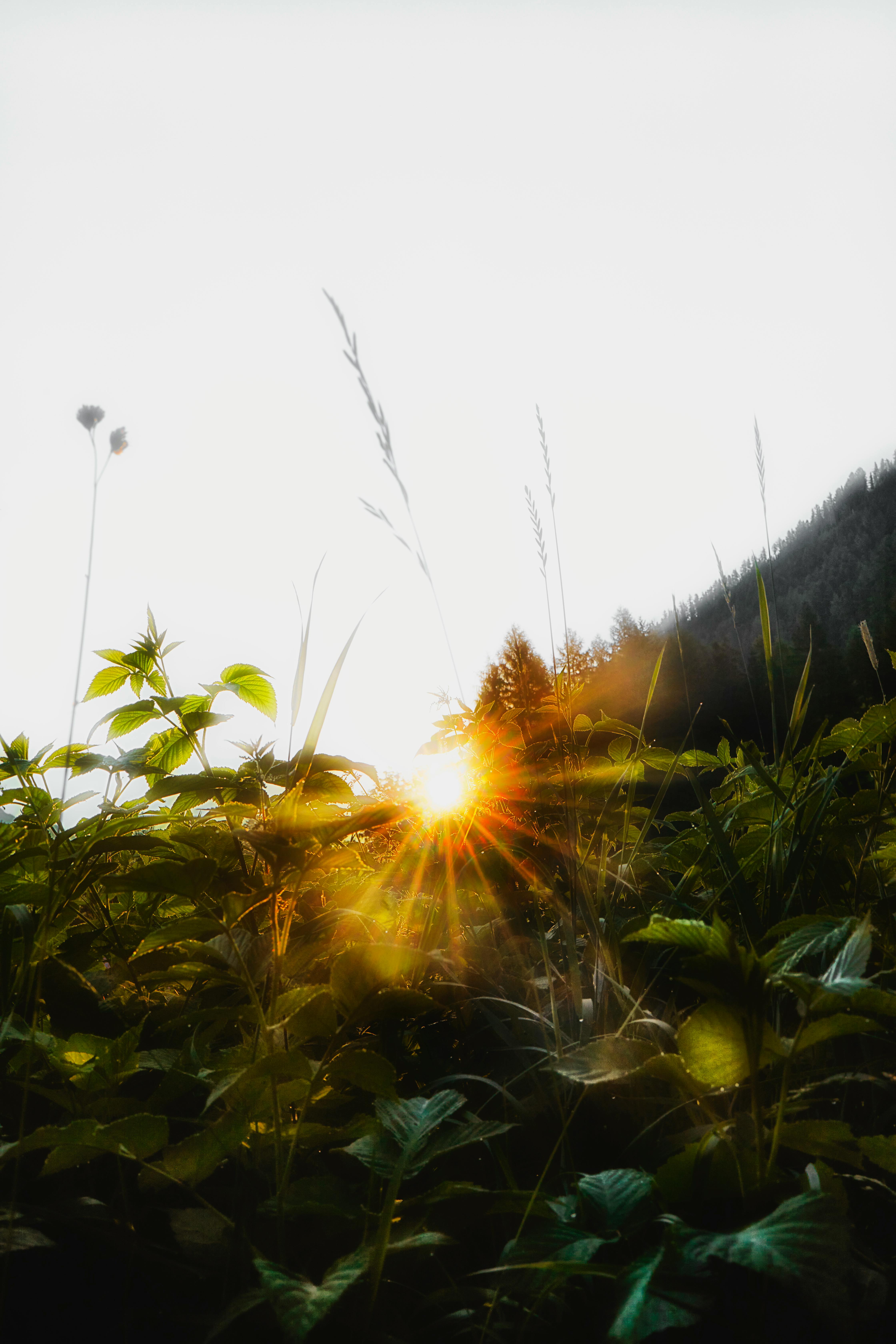 Plants in Sunlight · Free Stock Photo