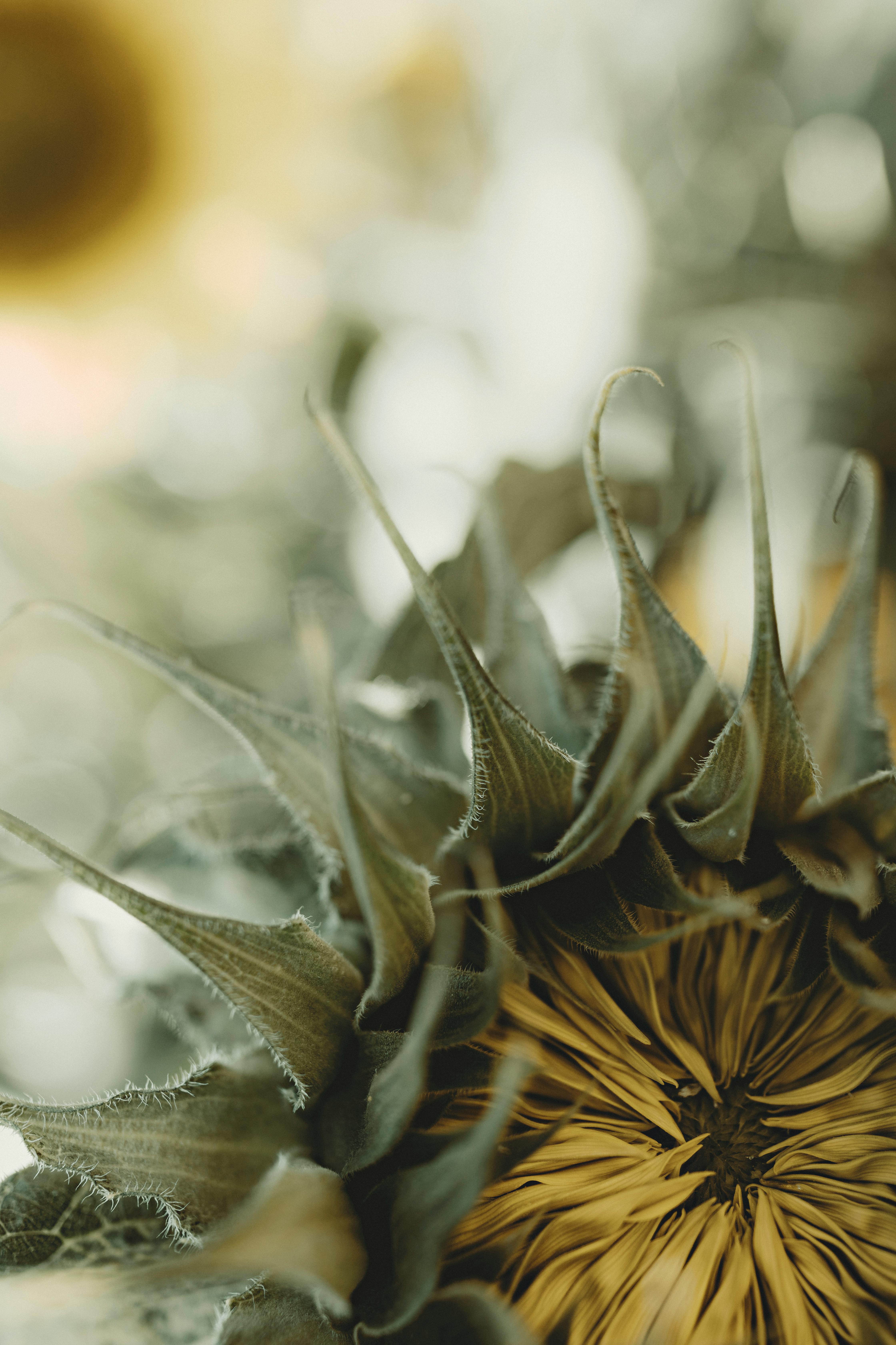 Close-up of an Unbloomed Sunflower · Free Stock Photo