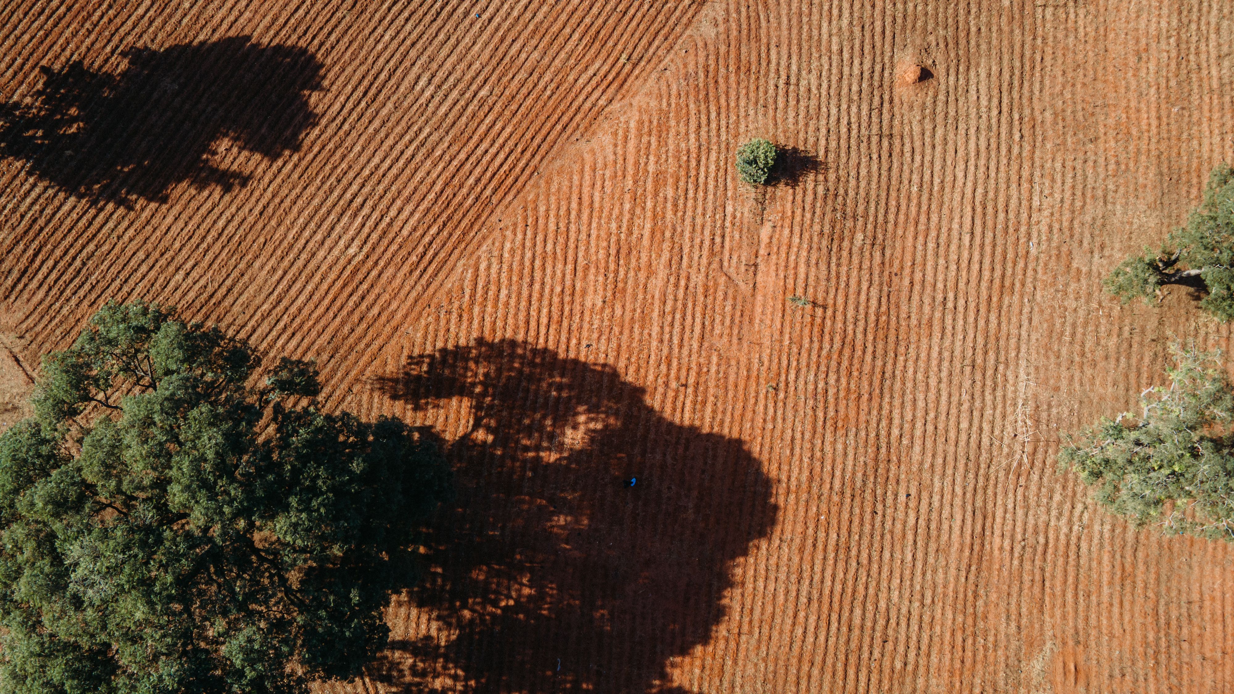 Trees Casting Shadows on Agriculture Field · Free Stock Photo