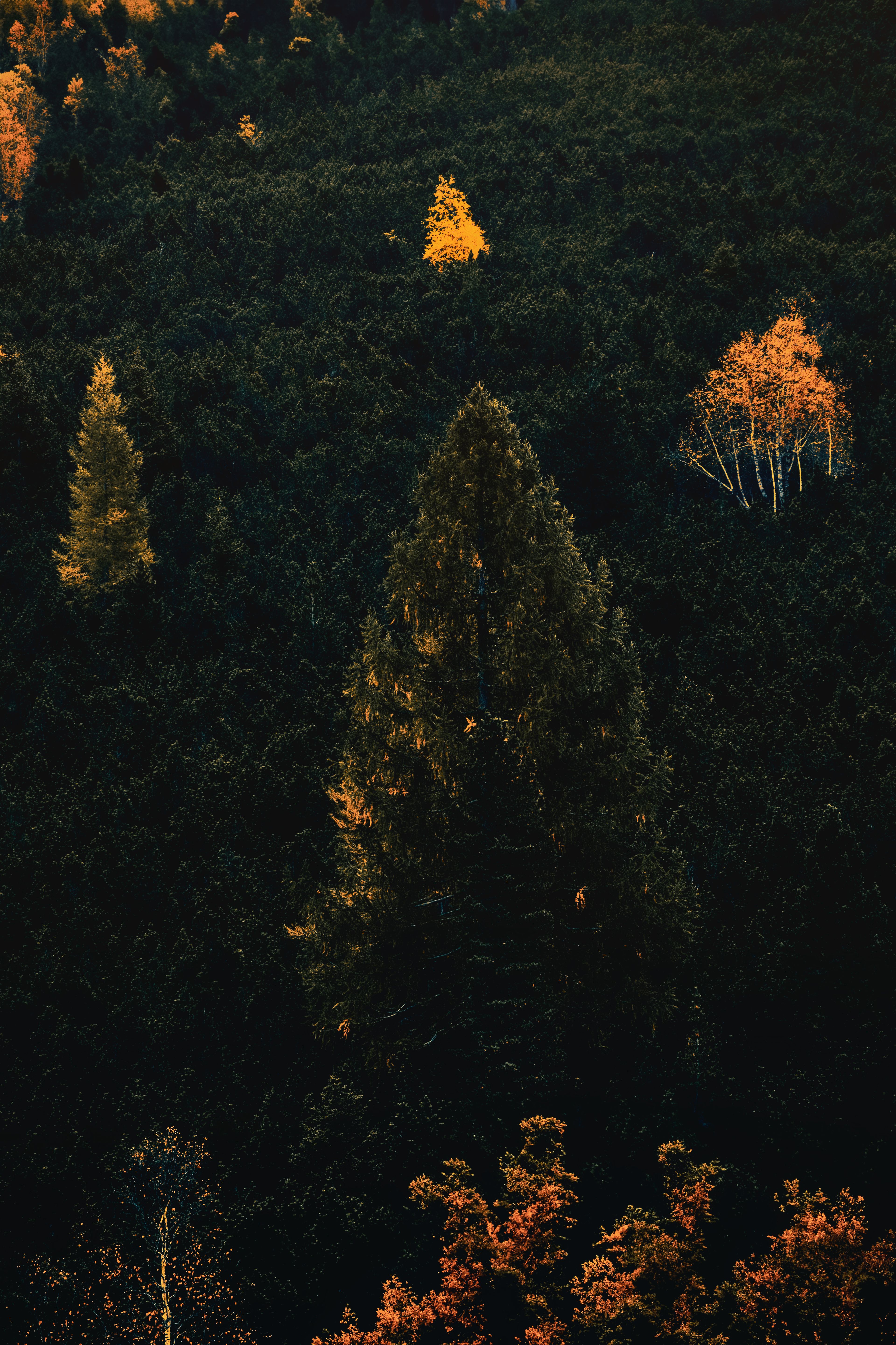 Trees Growing on Slope · Free Stock Photo