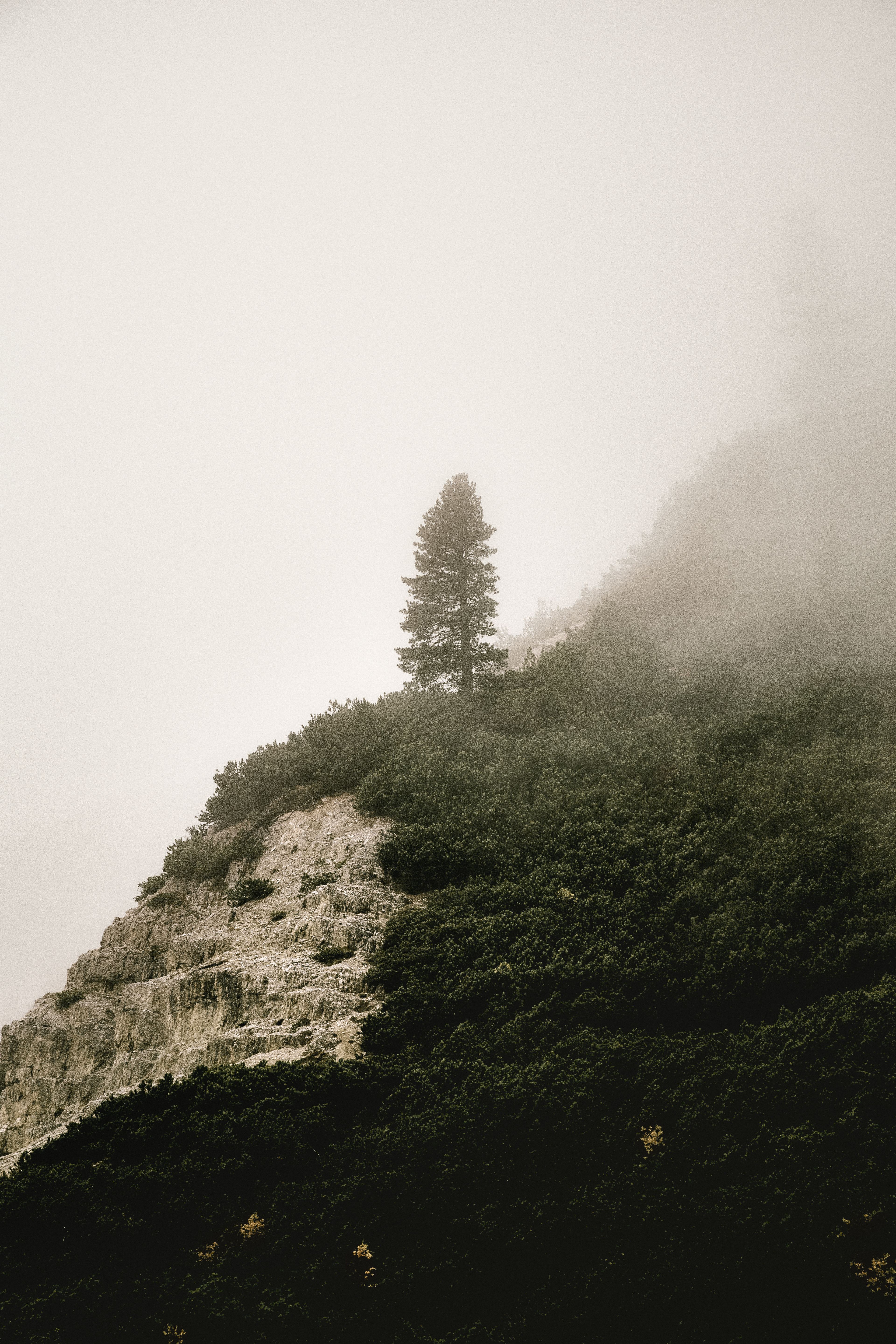 Tree on Mountain Slope · Free Stock Photo
