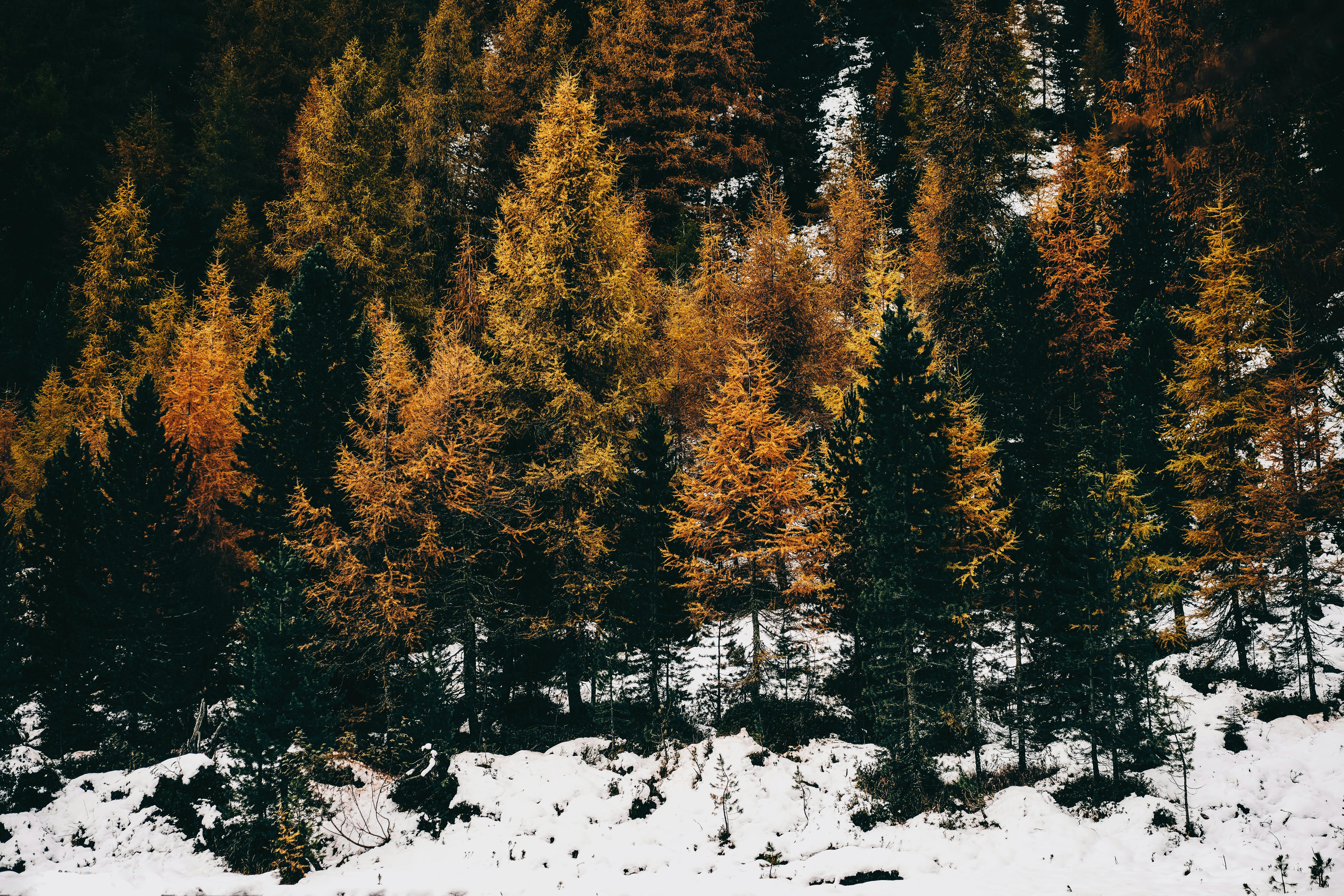 Trees on Slope in Snow · Free Stock Photo