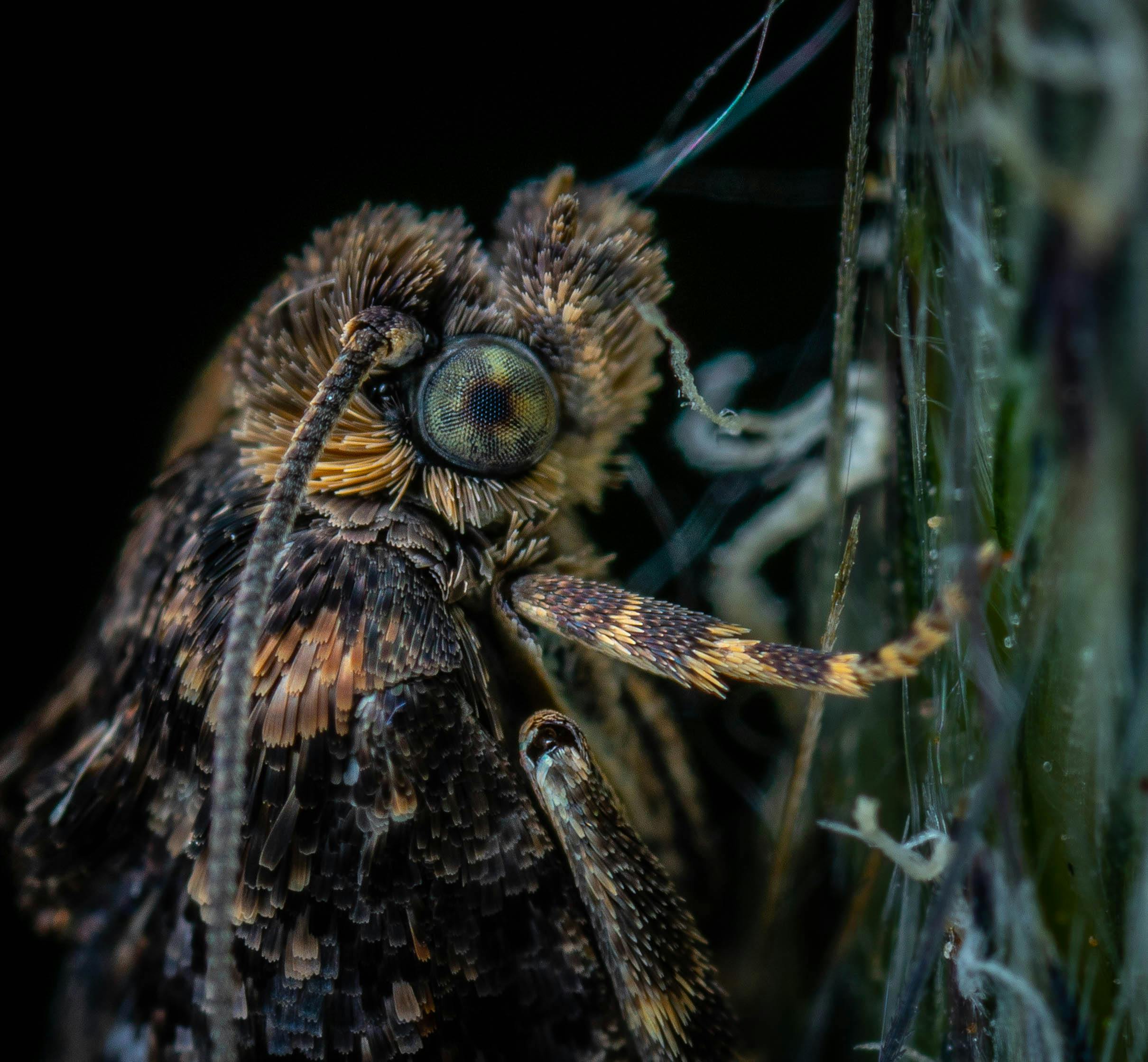 Brown Tussock Moth in Tilt Shift Lens · Free Stock Photo