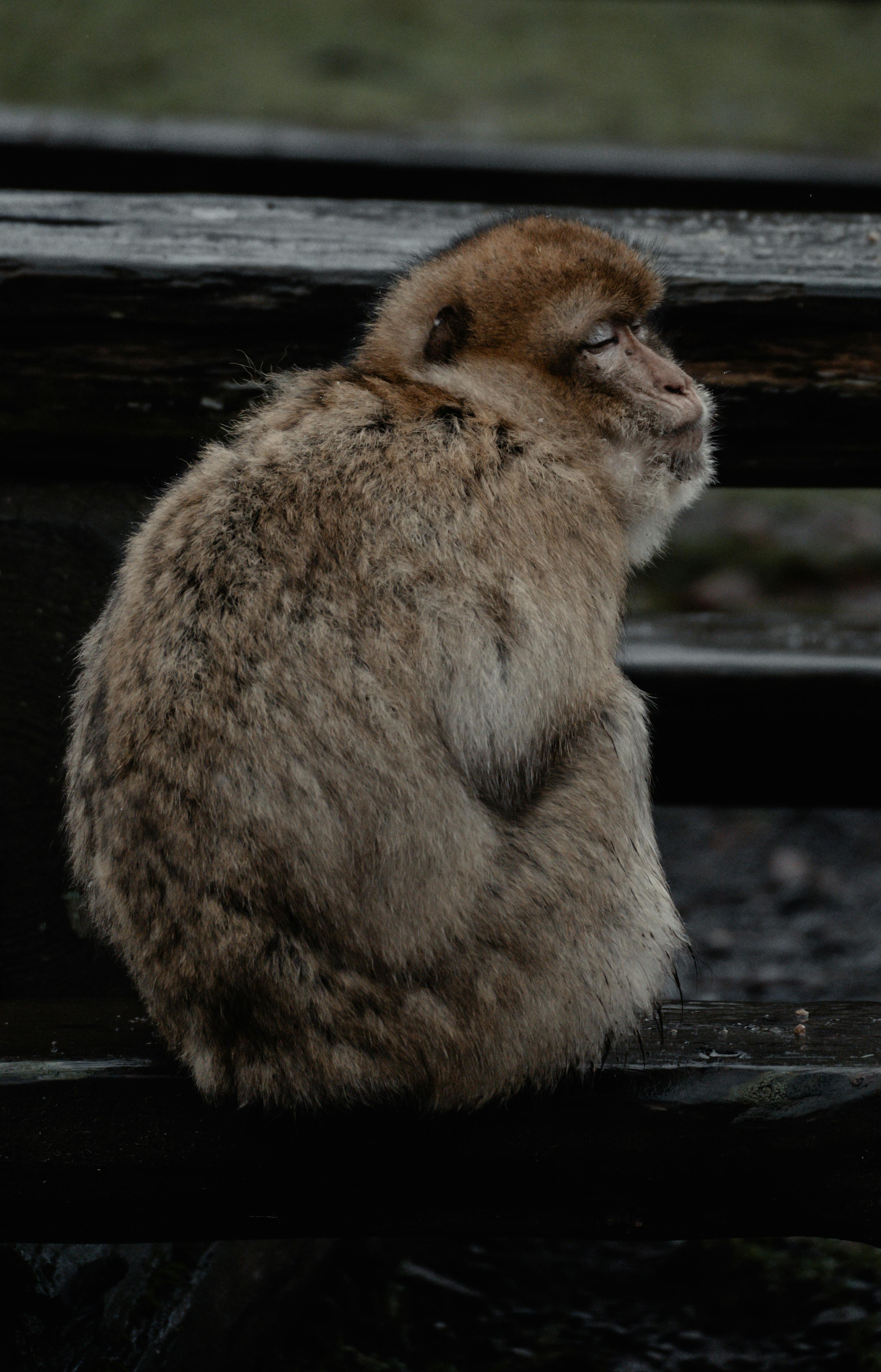 White and Beige Monkey · Free Stock Photo