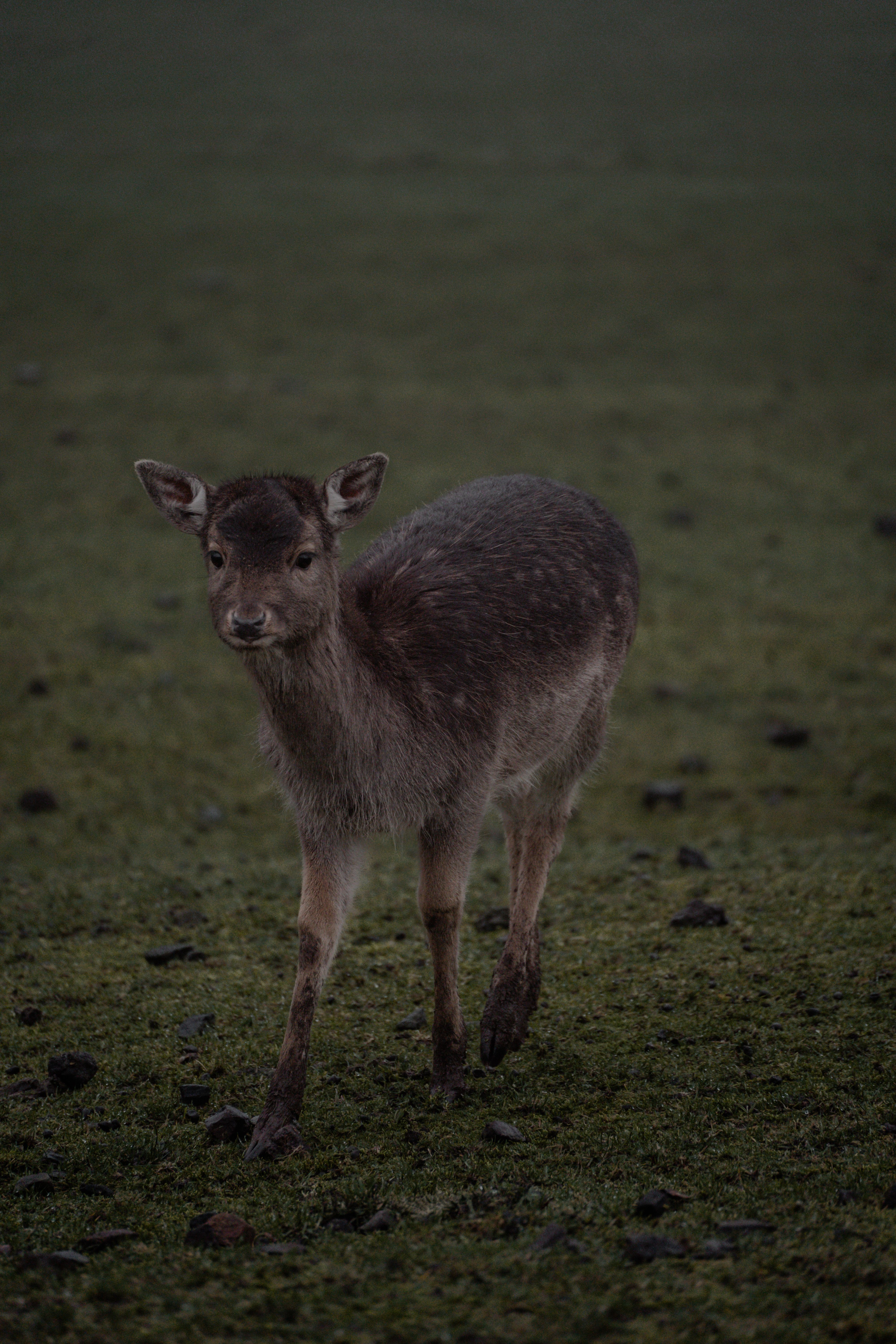 Small, Cute Reindeer · Free Stock Photo