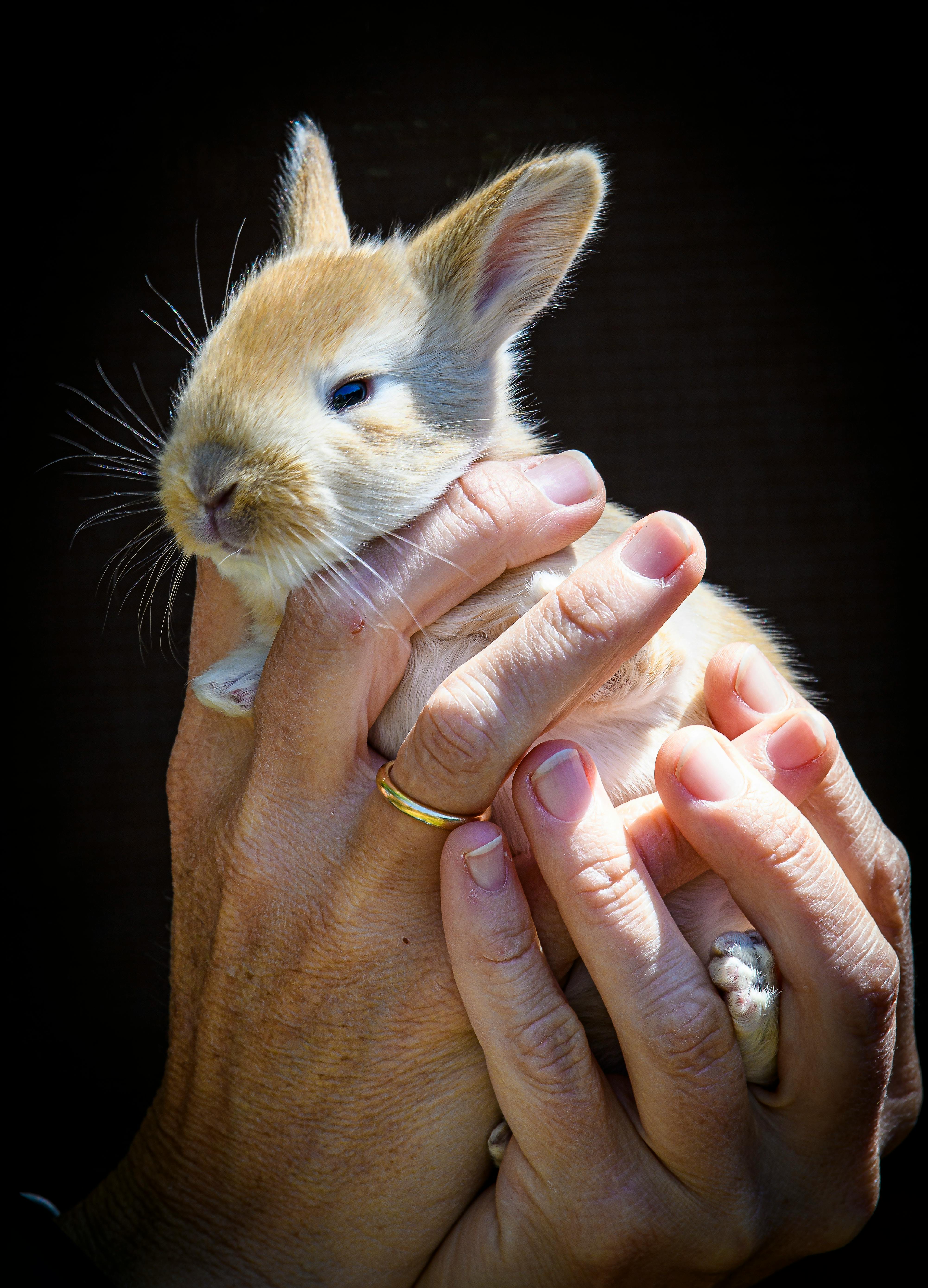 Woman in Black Tank Top Holding White Rabbit · Free Stock Photo