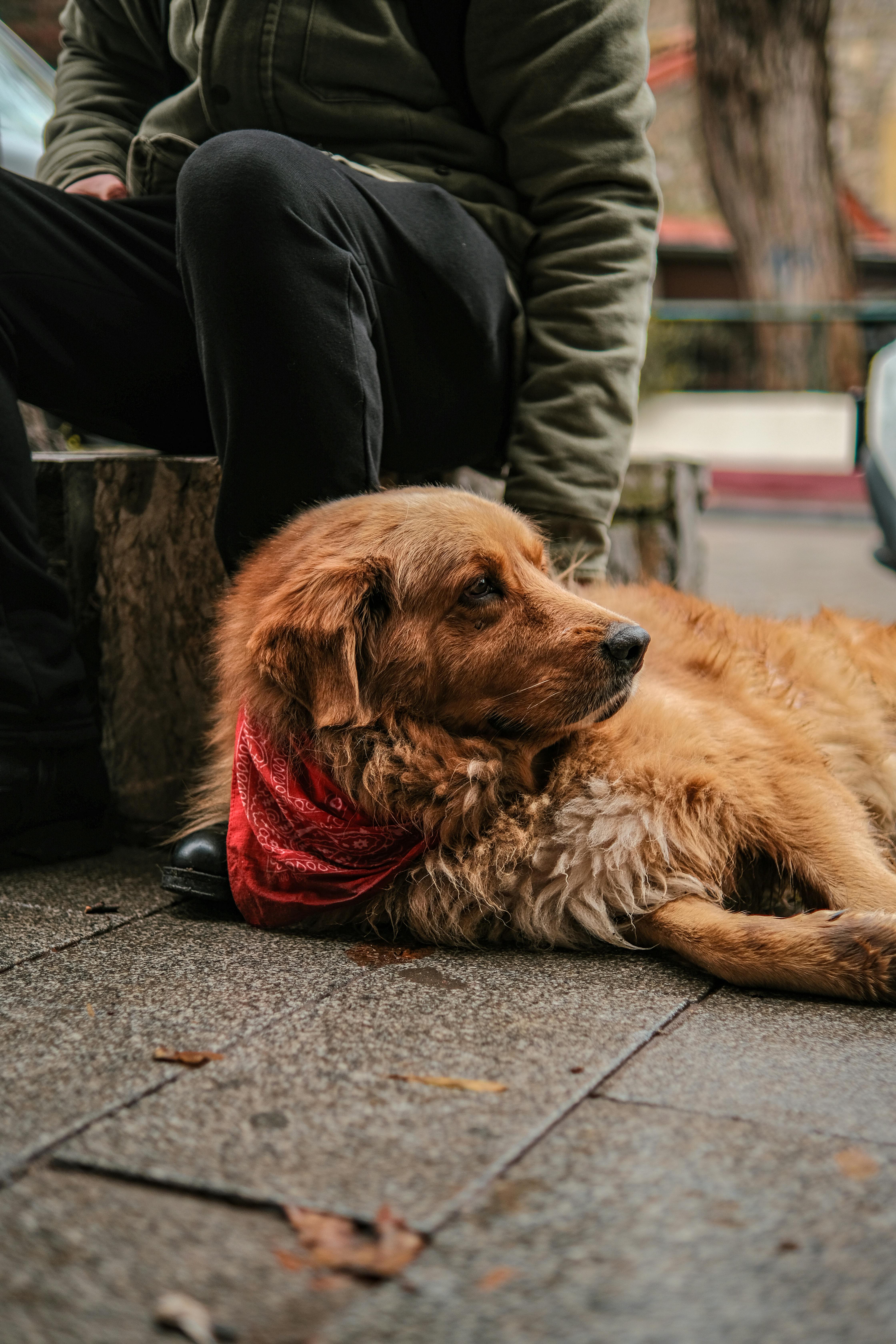 Dog Browser Photos, Download The BEST Free Dog Browser Stock Photos ...