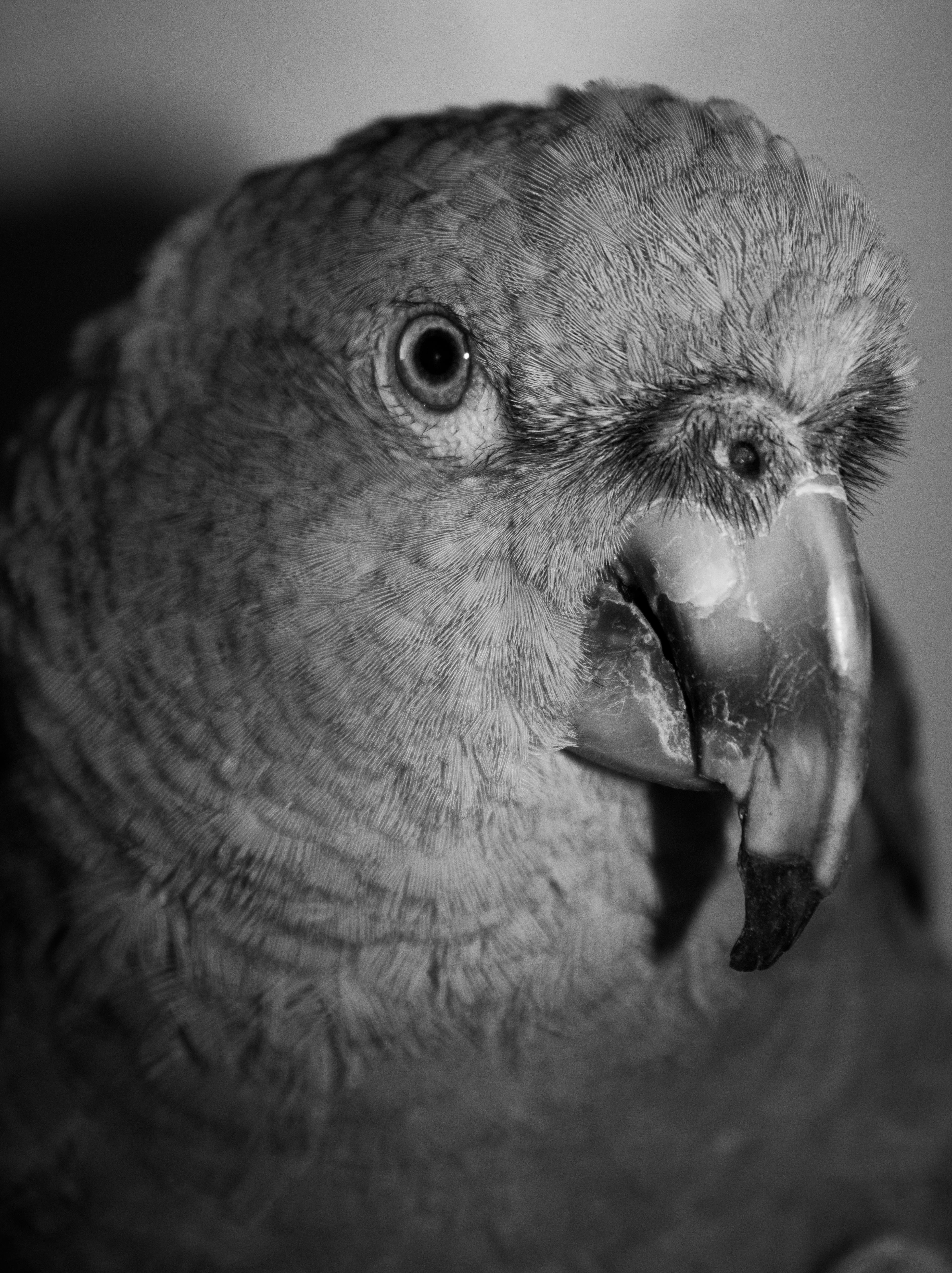 Head of Parrot · Free Stock Photo