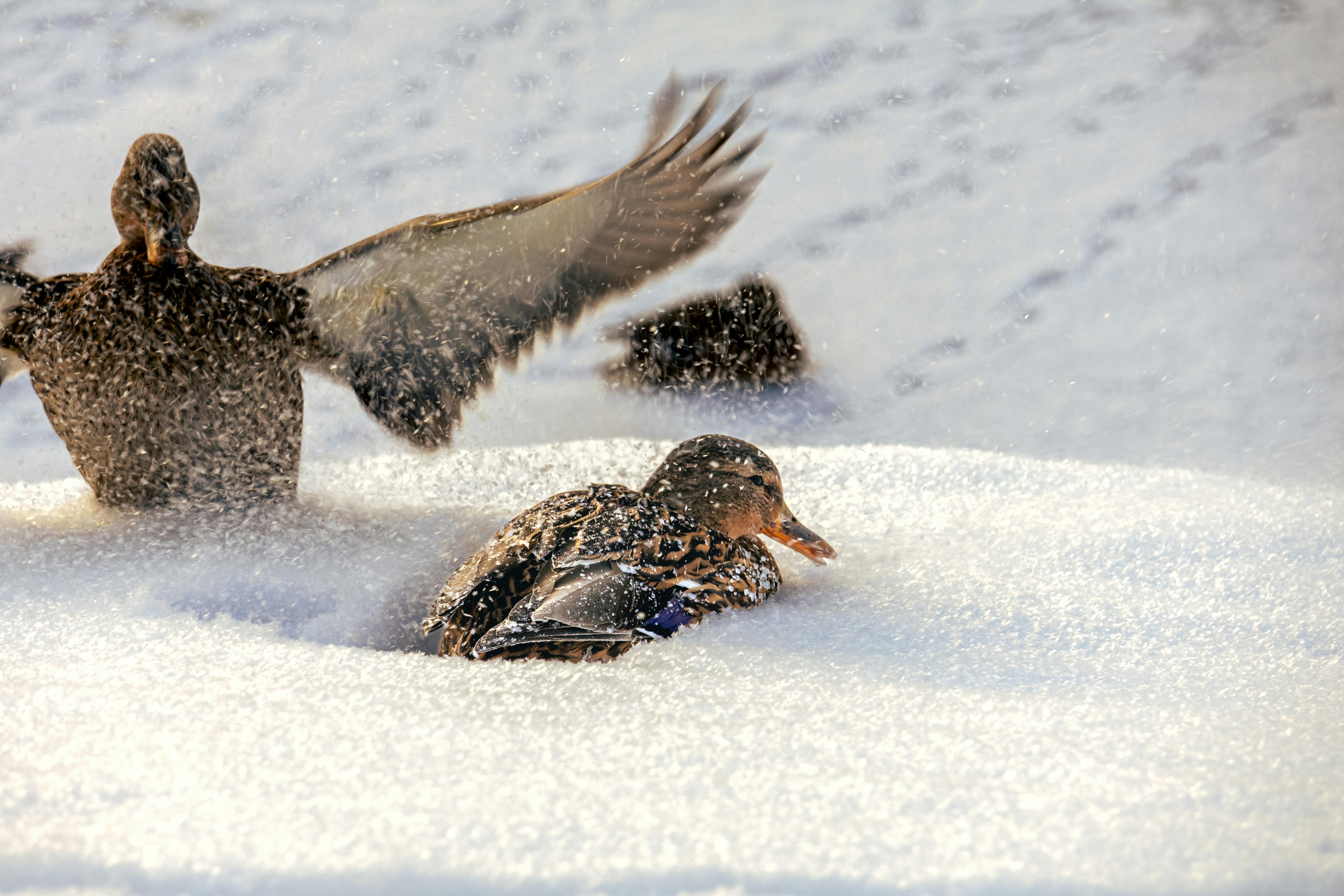 Ducks in Snow · Free Stock Photo