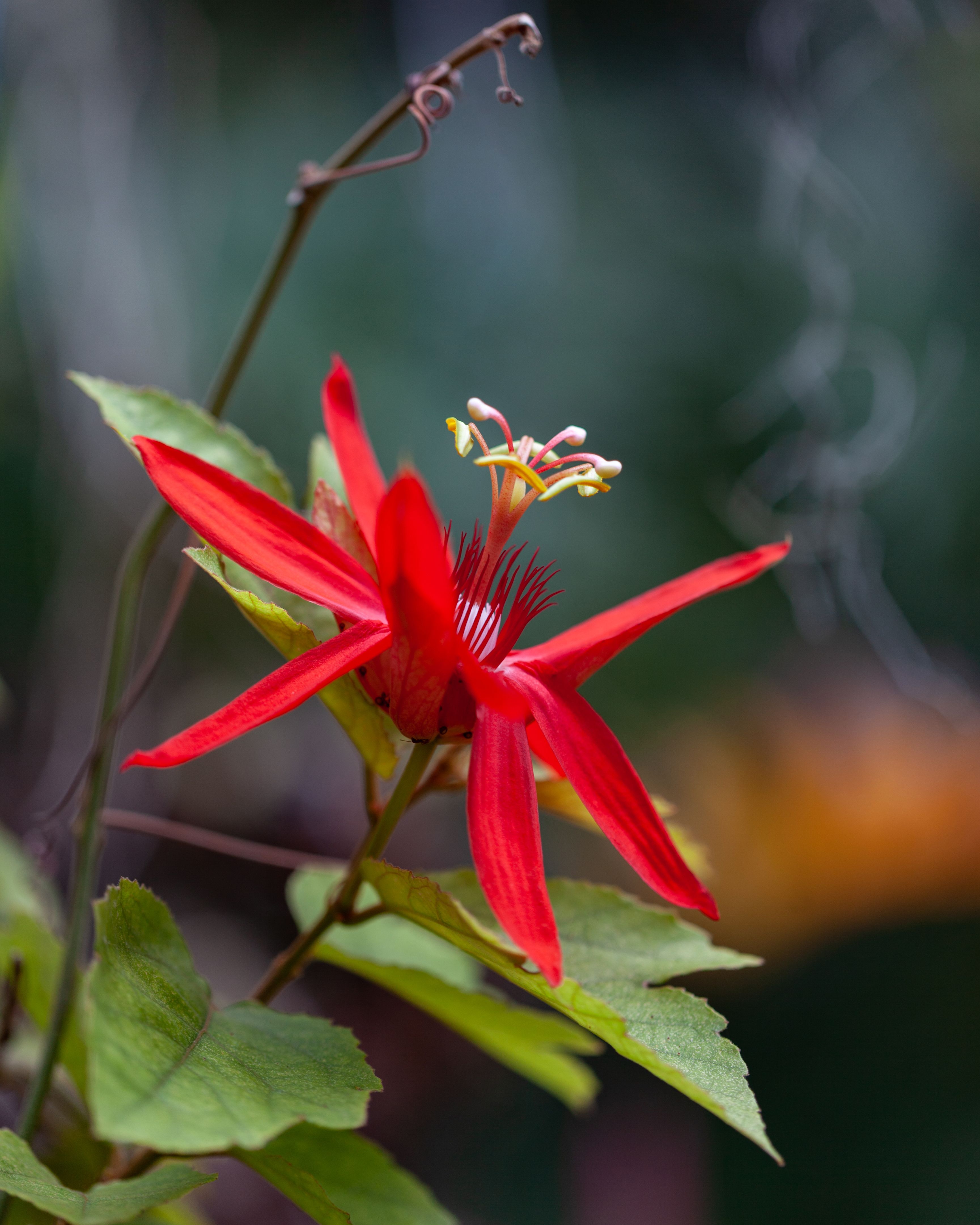 Scarlet Passion Flower · Free Stock Photo