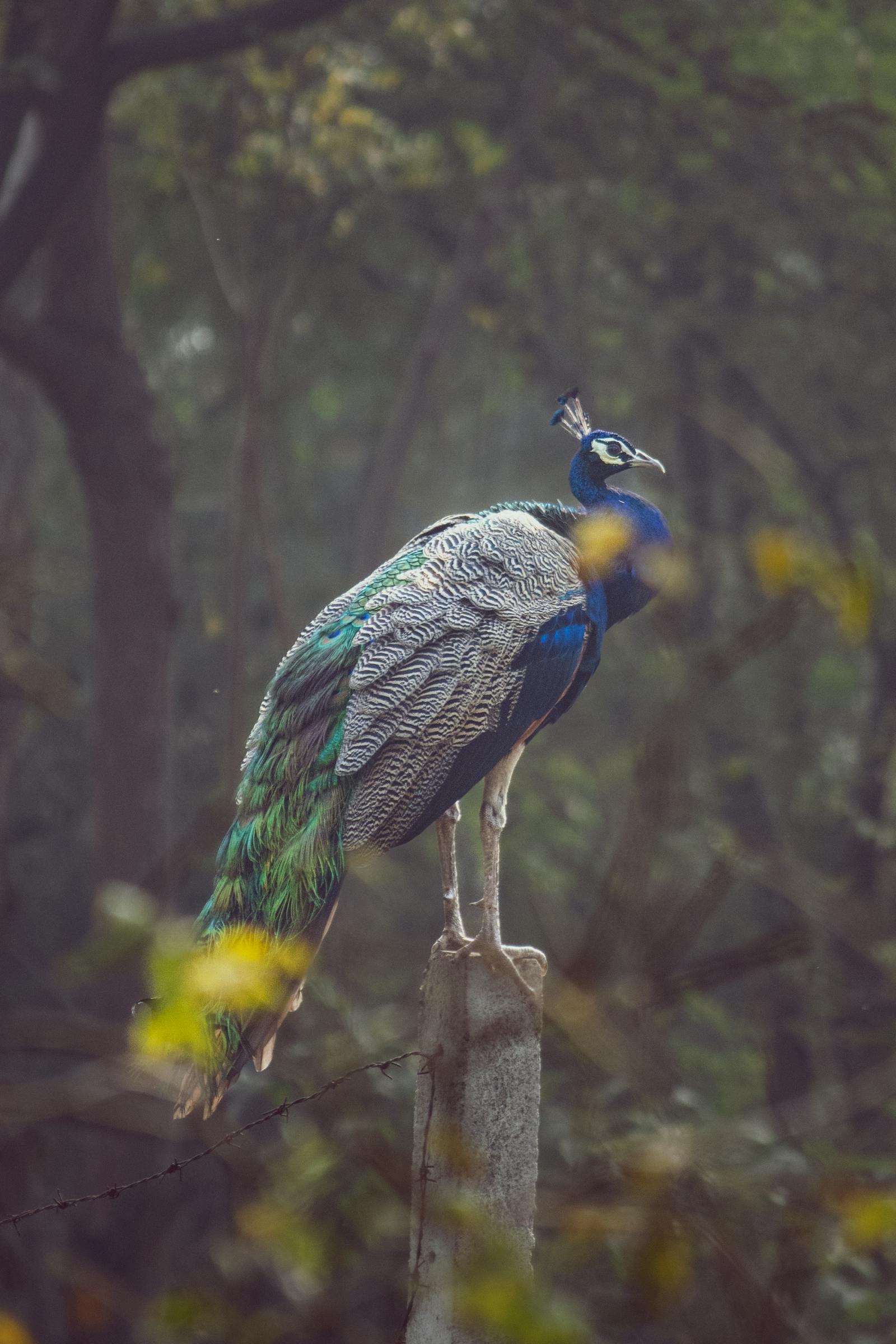 Birds Peacock Photos, Download The BEST Free Birds Peacock Stock Photos ...