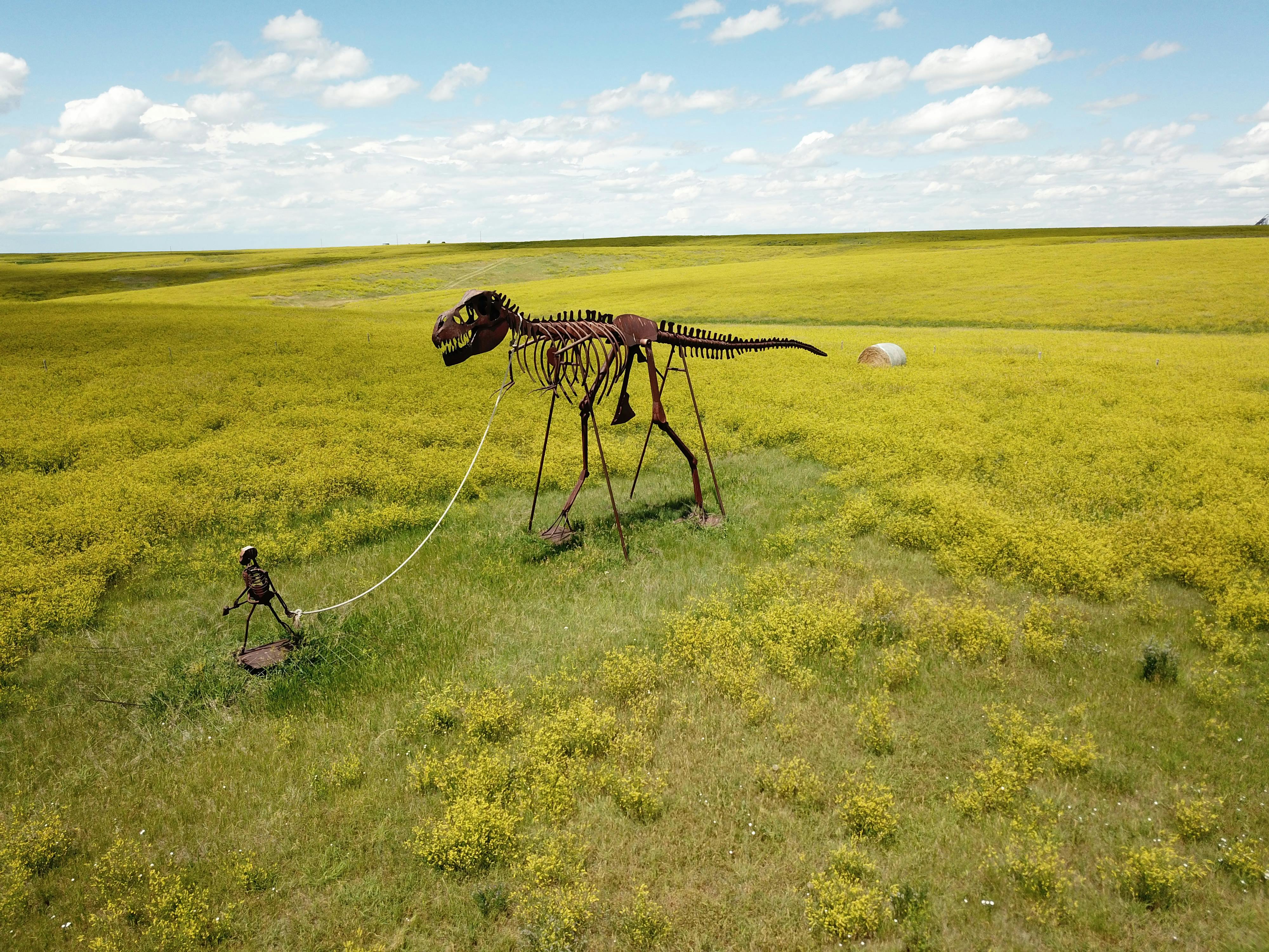 Skeleton Holding Dinosaur on Leash on Meadow · Free Stock Photo