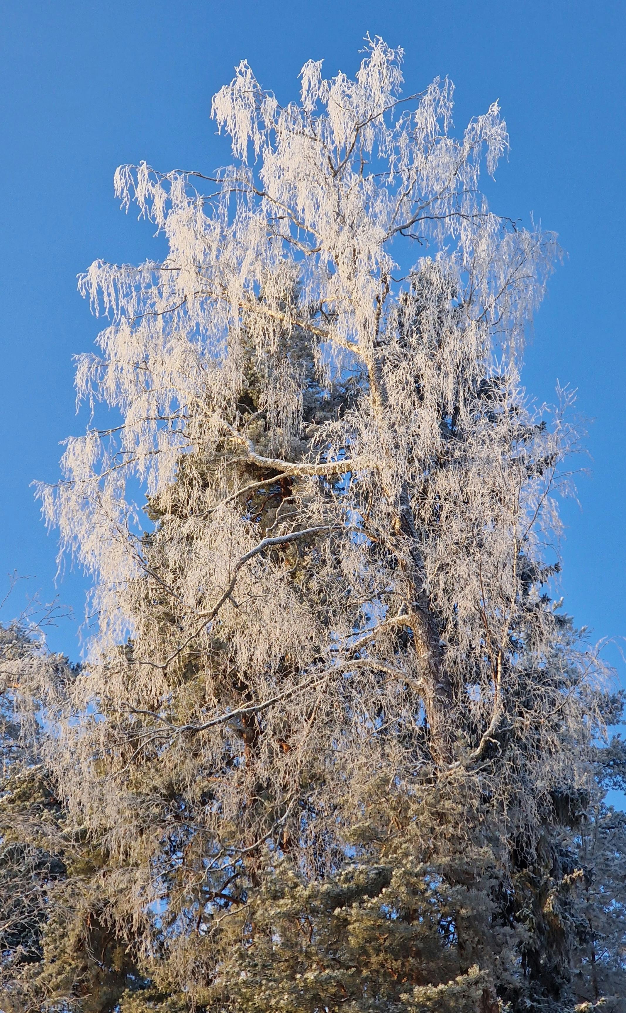 Low Angle Photography of Trees Covered With Snow · Free Stock Photo