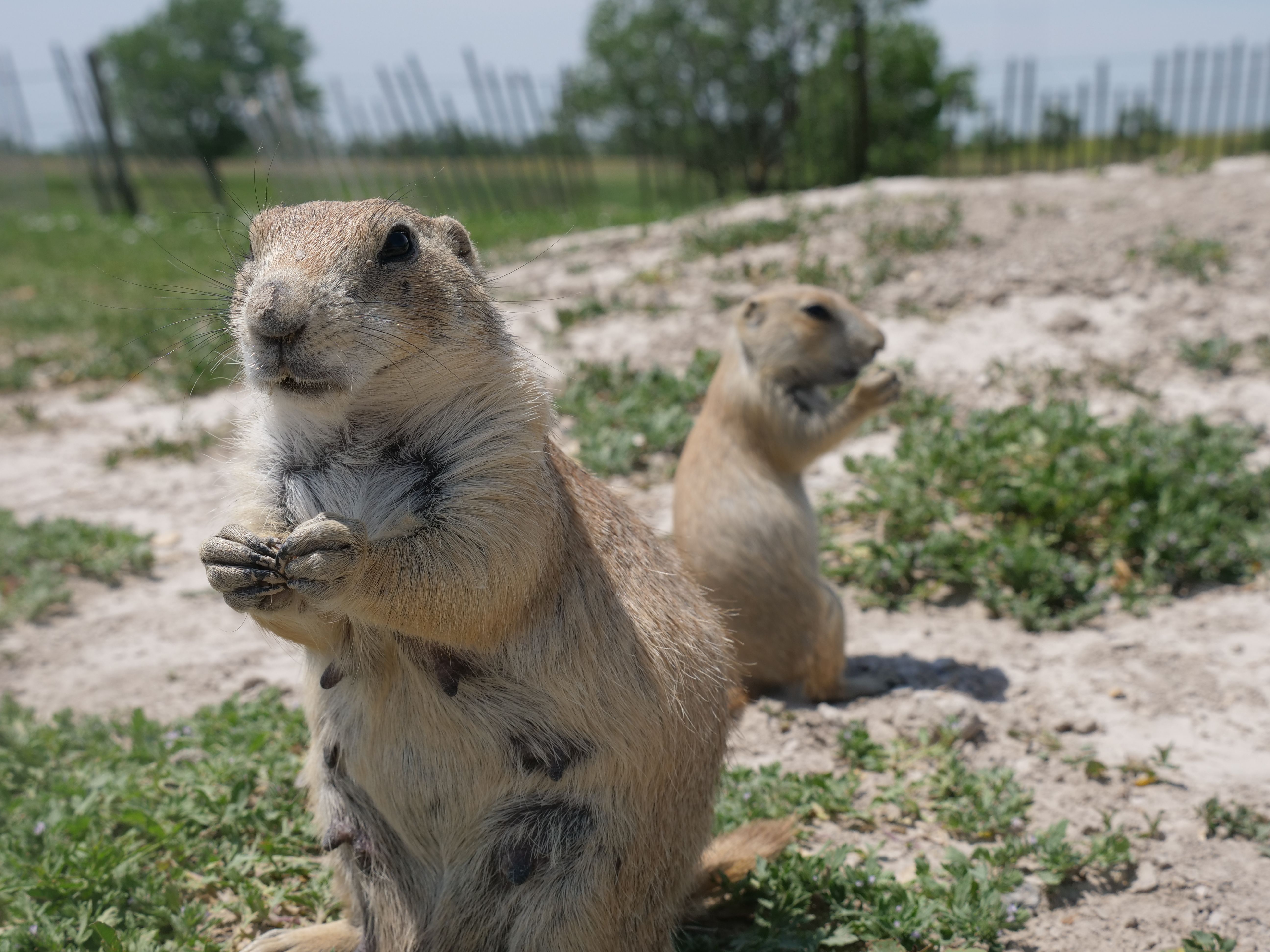 Two prairie ground squirrels are standing in the dirt · Free Stock Photo