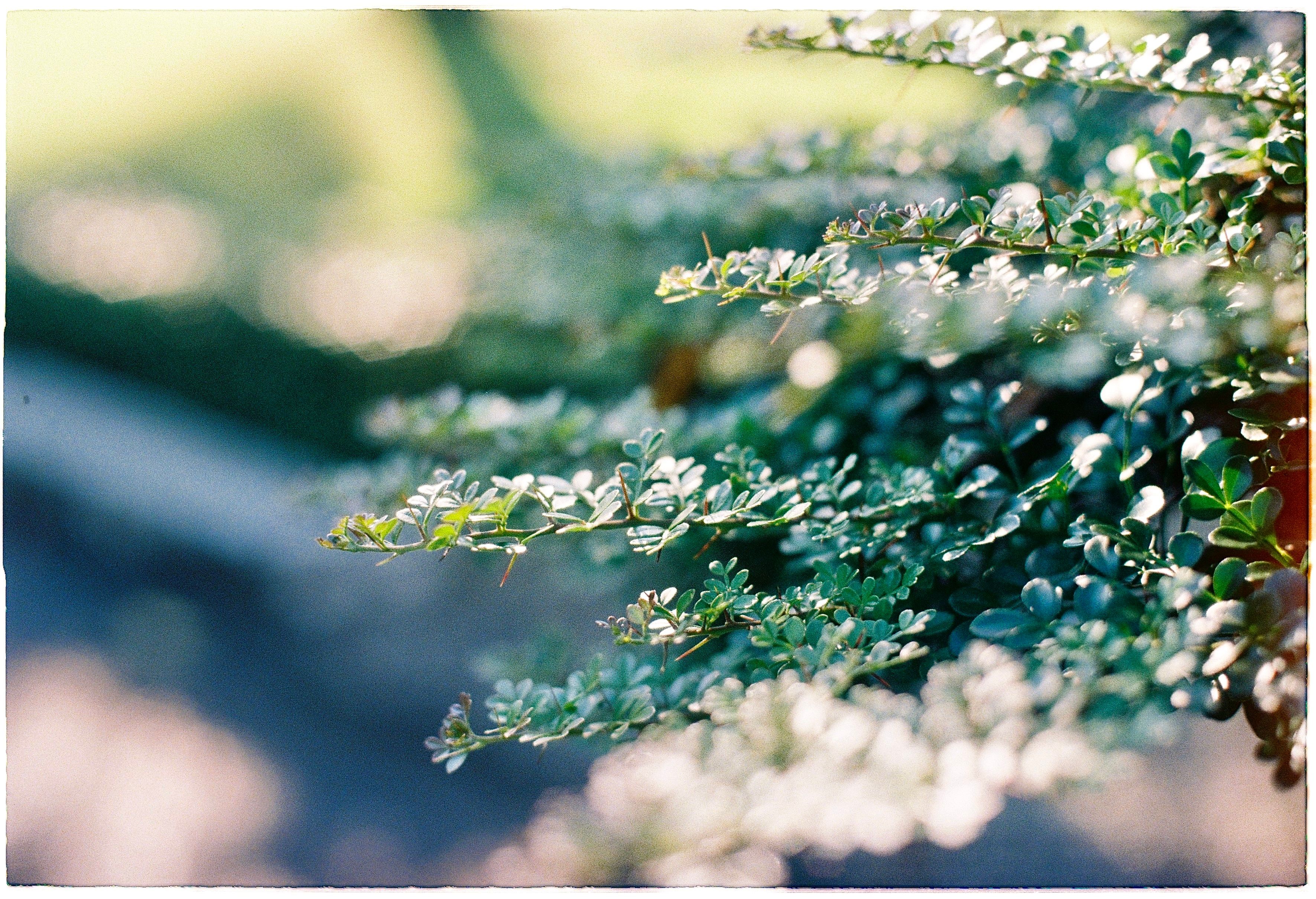 Close-up of Bright Leaves of a Shrub in Sunlight · Free Stock Photo