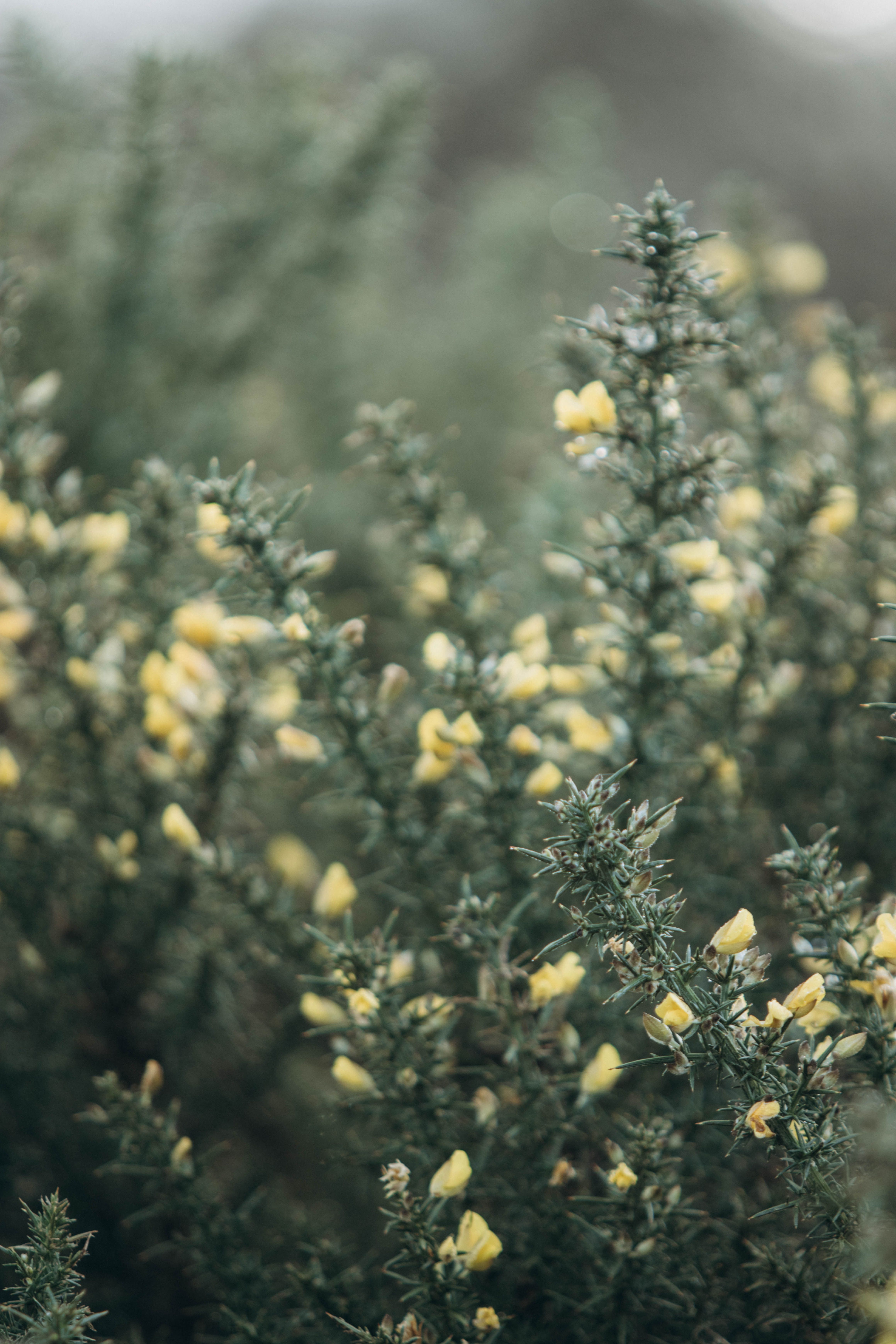 Fluturi Flora Photos, Download The BEST Free Fluturi Flora Stock Photos ...