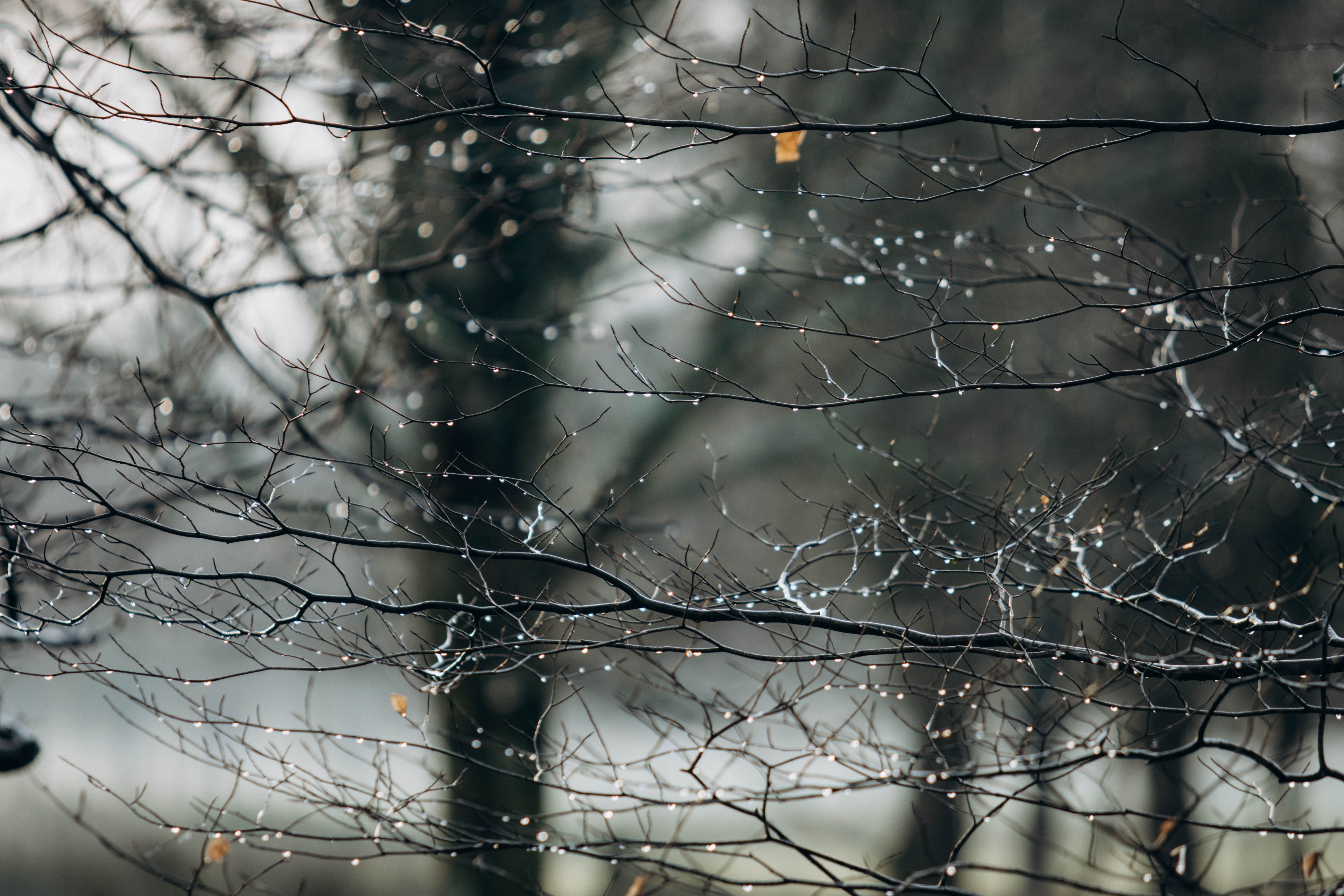 Raindrops on a Branch of a Tree · Free Stock Photo