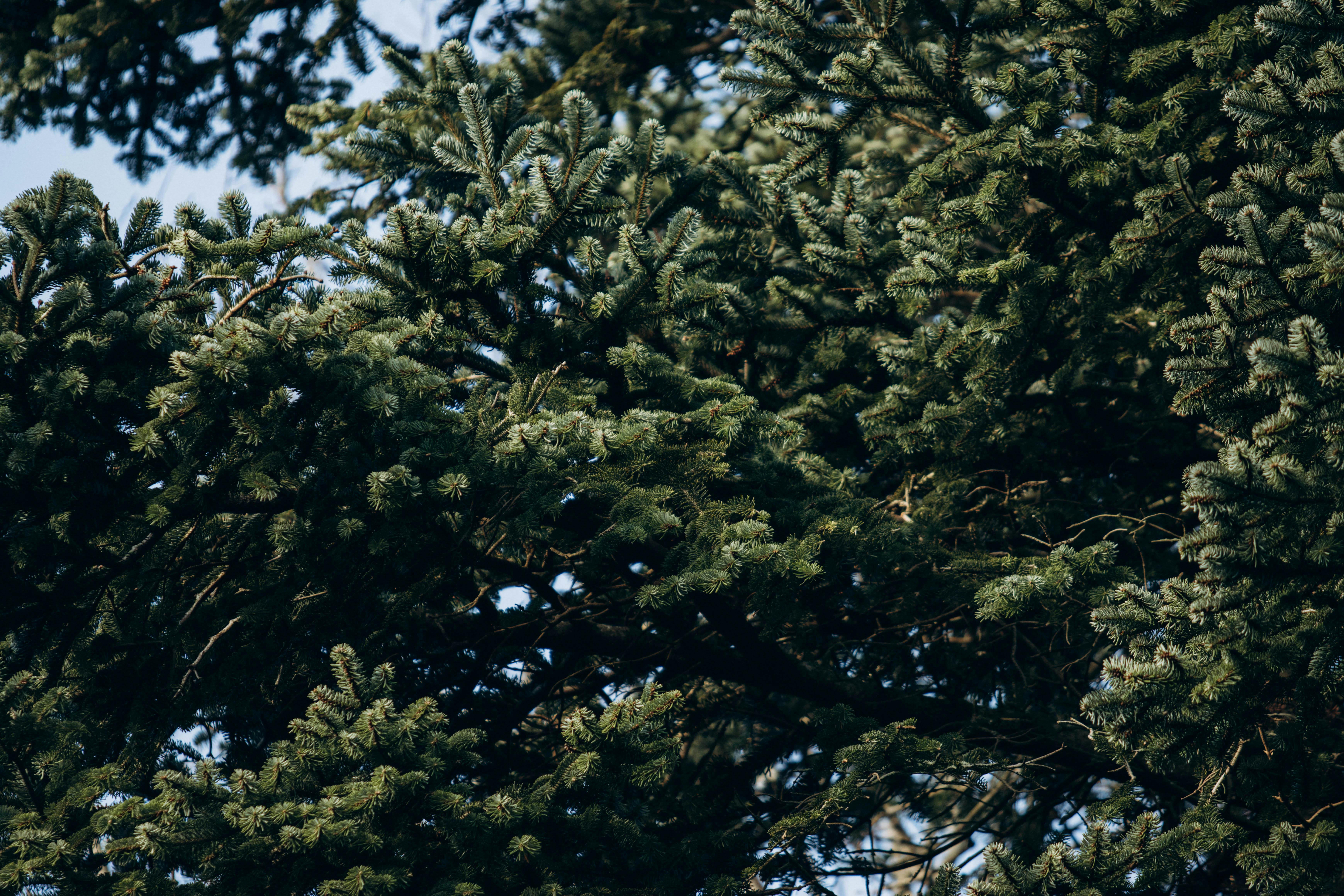 Coniferous Tree Branches · Free Stock Photo