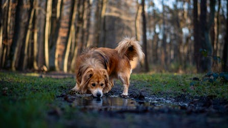 Vohc Approved Water Additives for Dogs: Top 8 Rated Options
