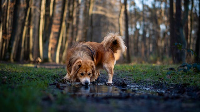 Vohc Approved Water Additives for Dogs: Top 8 Rated Options