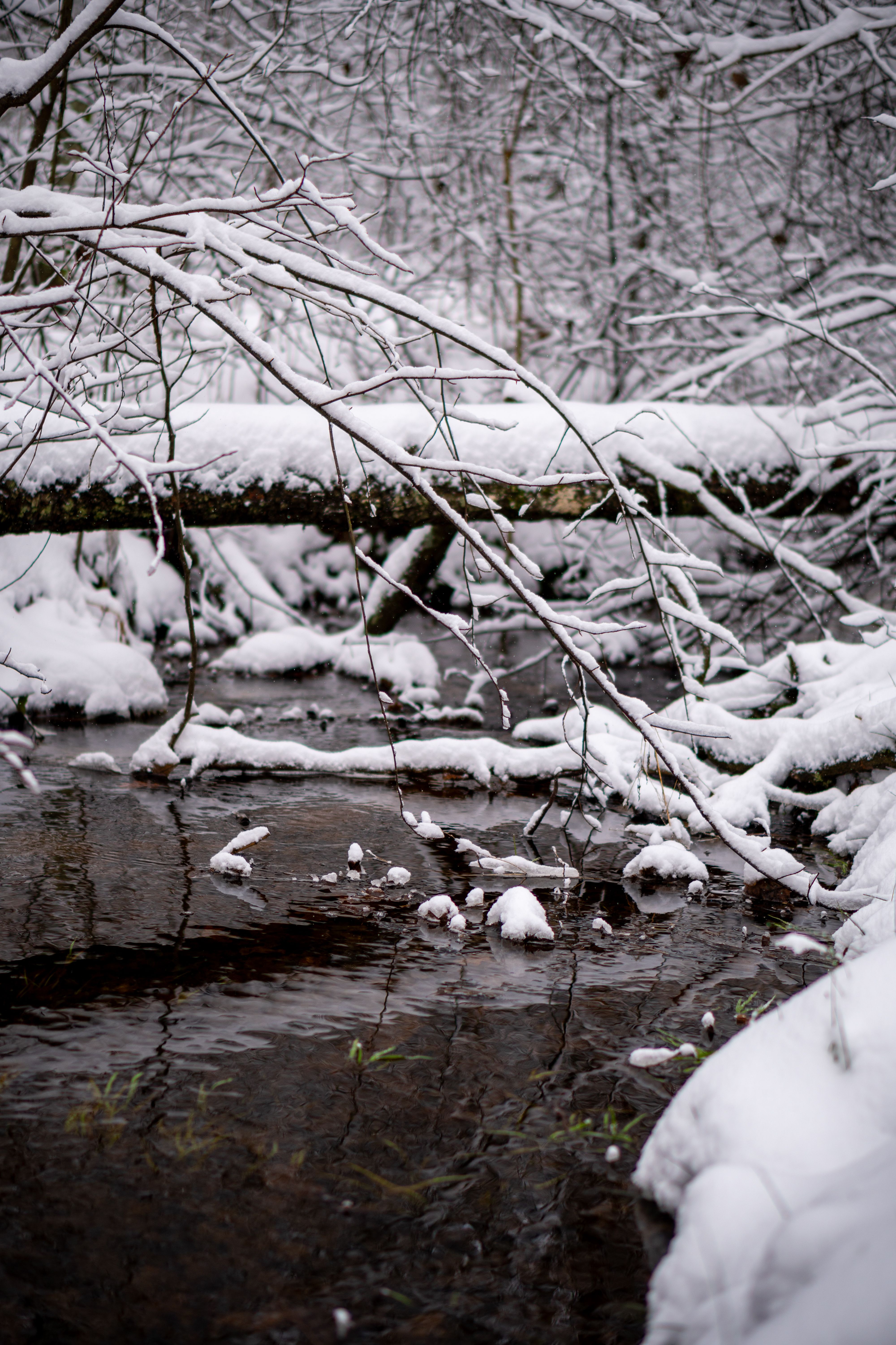 View of a Stream in Winter · Free Stock Photo