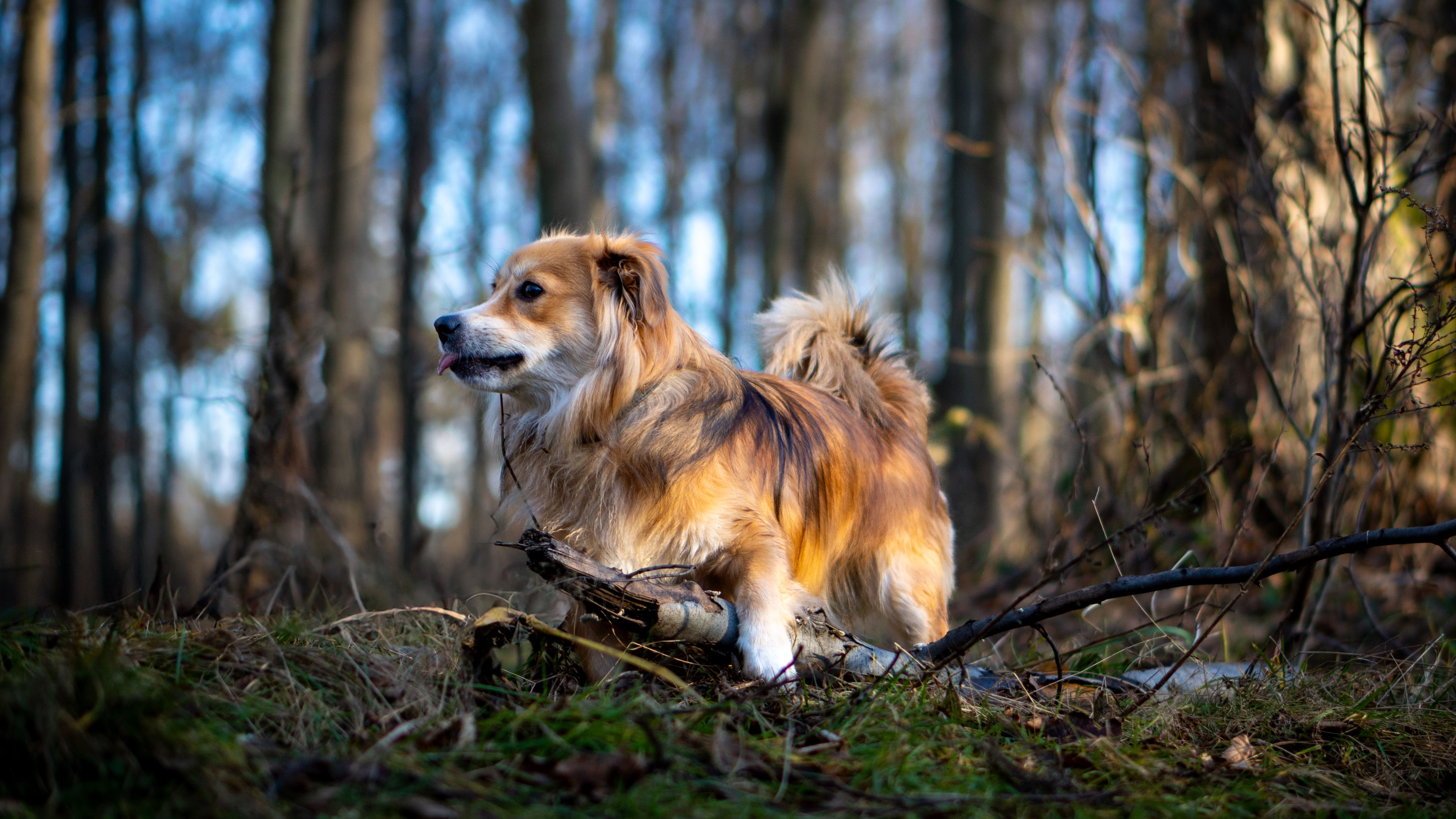 Dog in Forest · Free Stock Photo