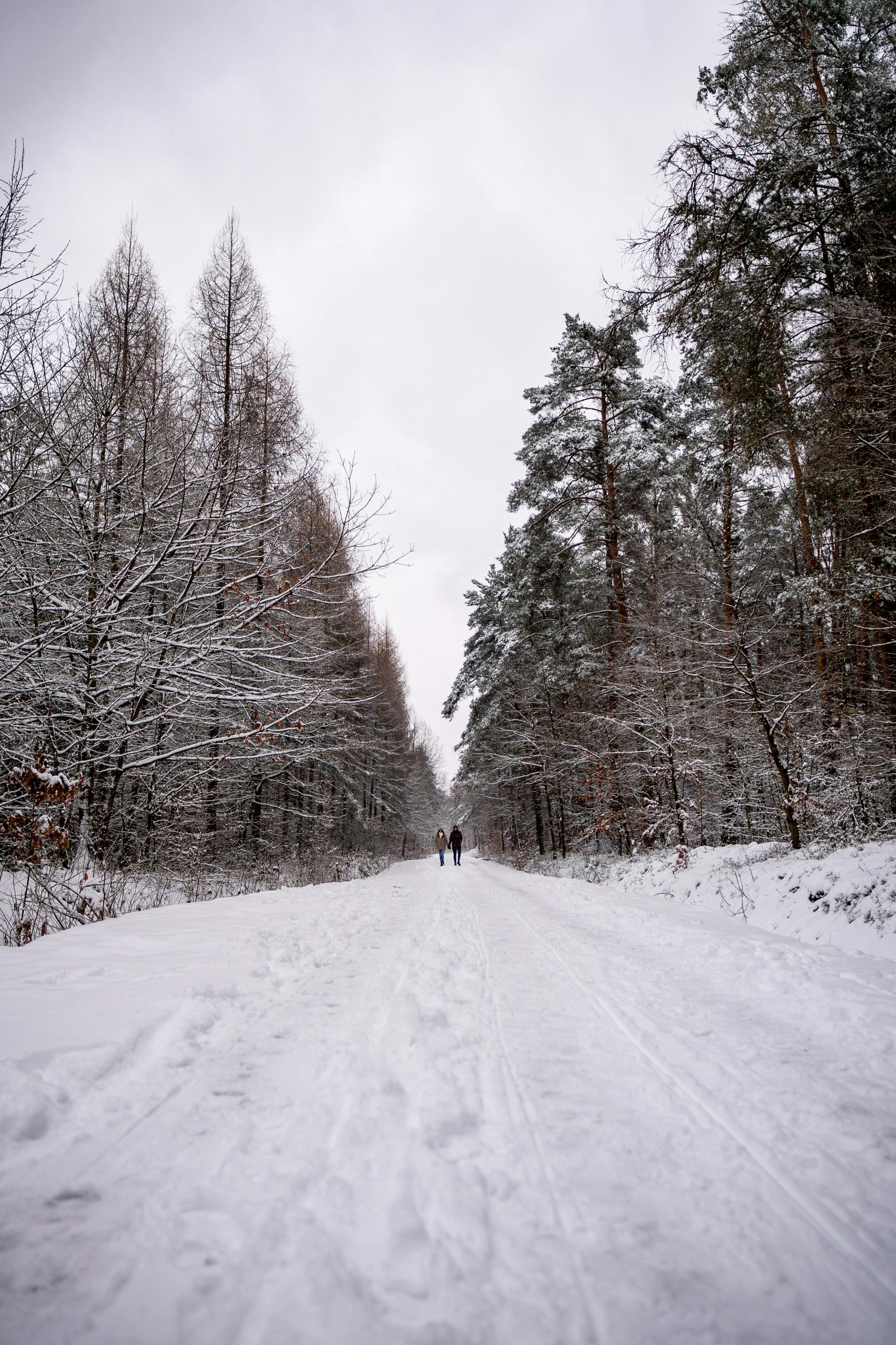 A person walking down a snowy road in the woods · Free Stock Photo