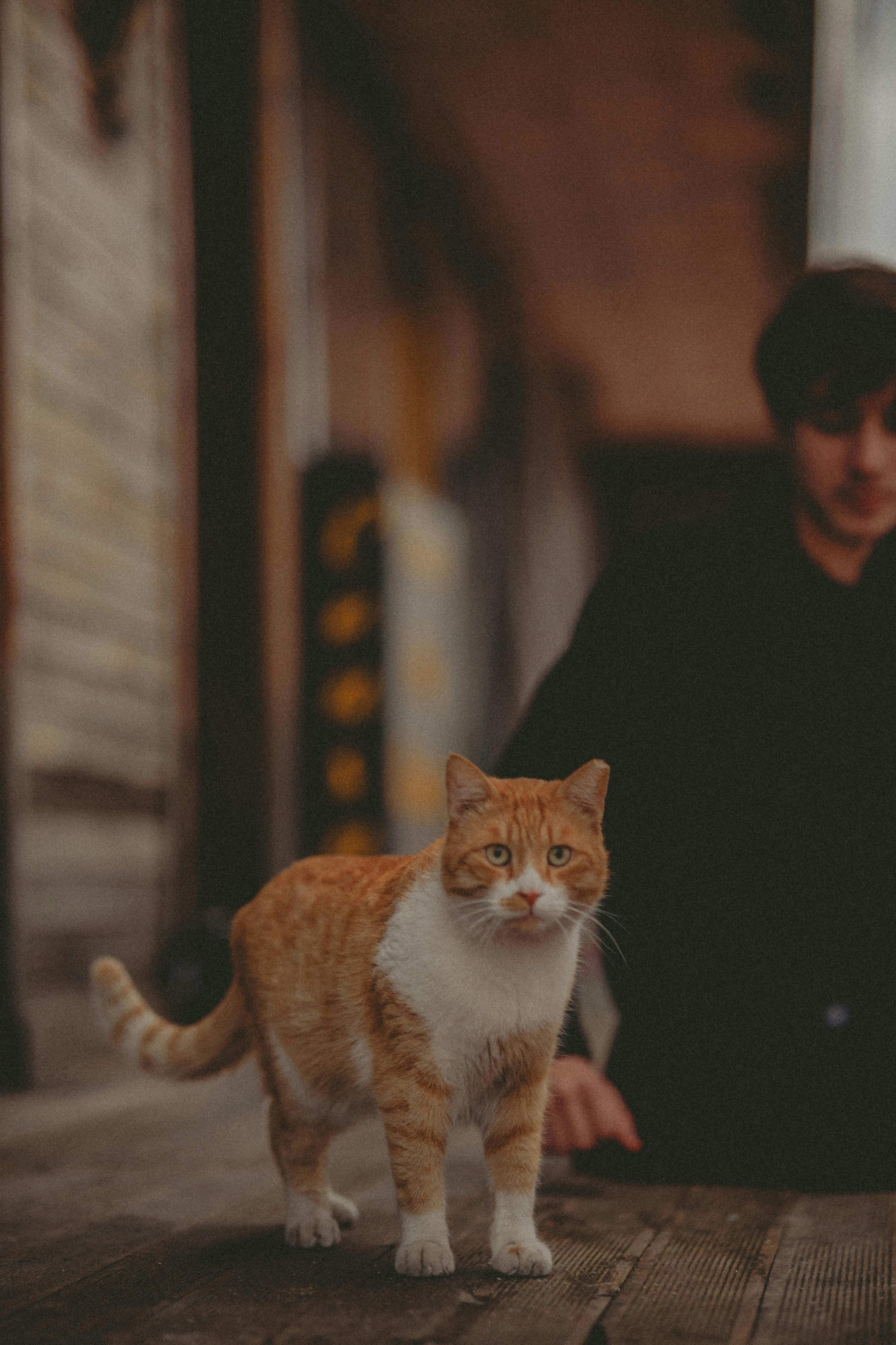 Jpeg Photos, Download The BEST Free Jpeg Stock Photos & HD Images