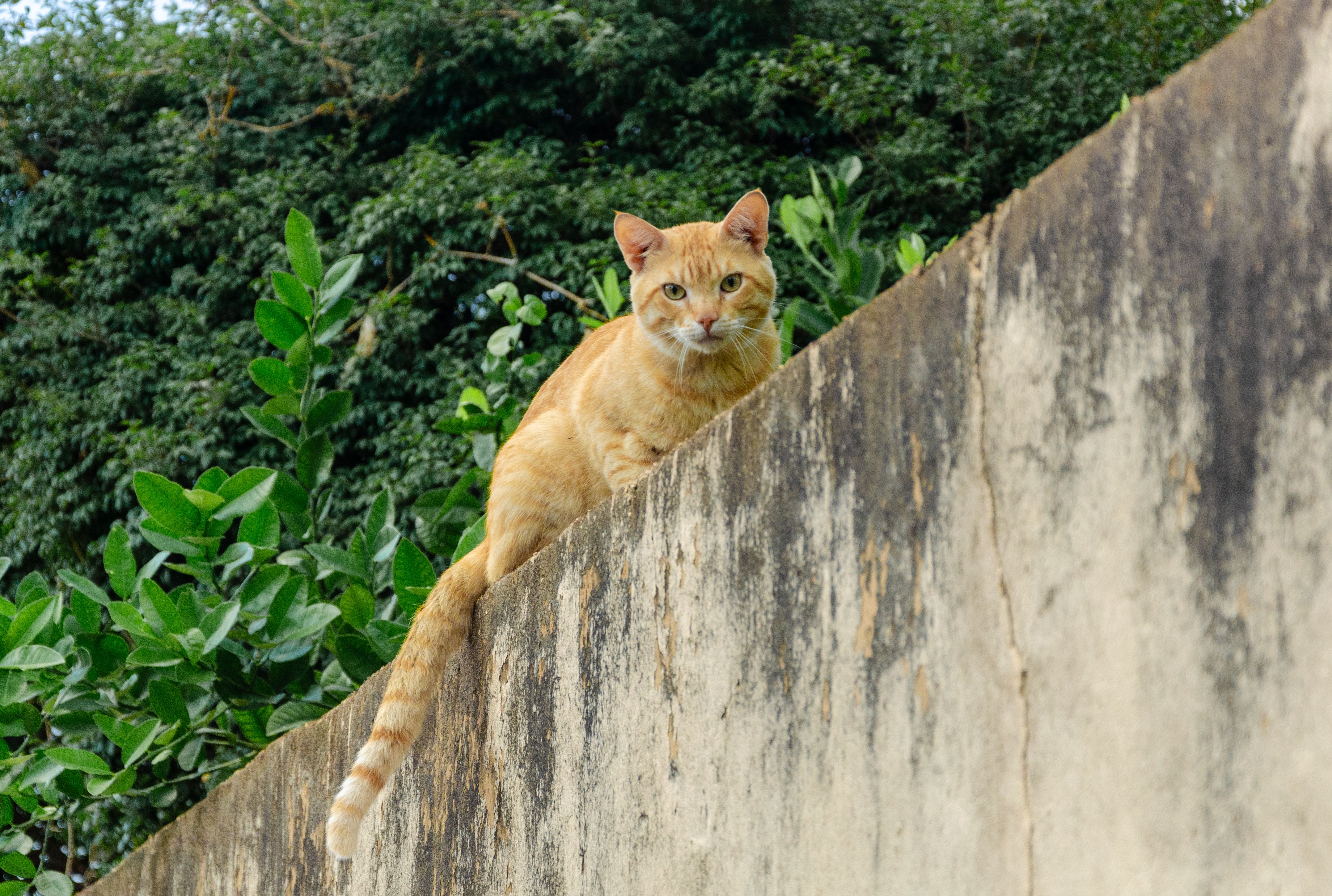 Cat on the Wall · Free Stock Photo
