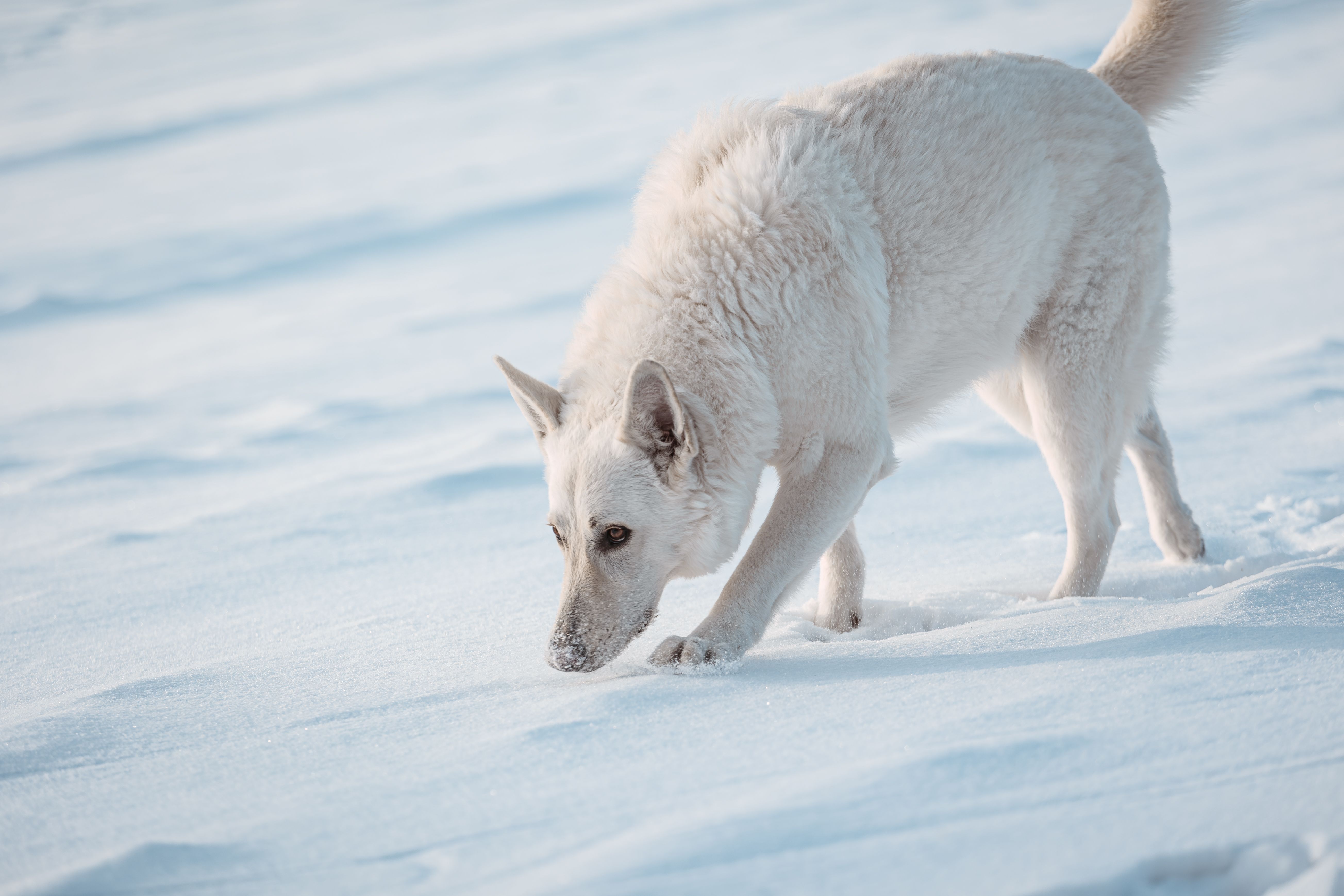 Photo gratuite de ami, animal, animal dans la neige, animal de ...