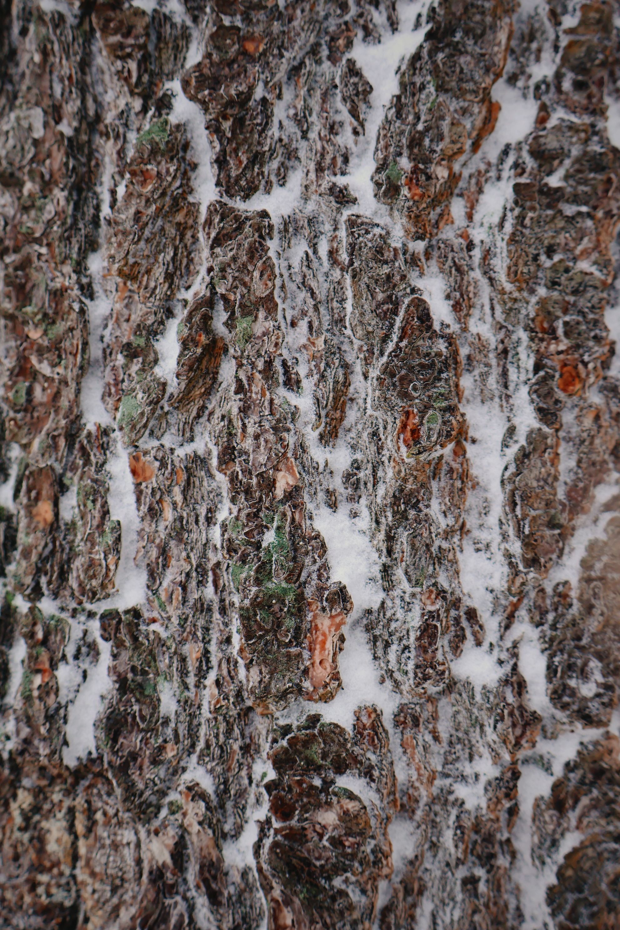 Texture of a Frosted Tree Bark · Free Stock Photo