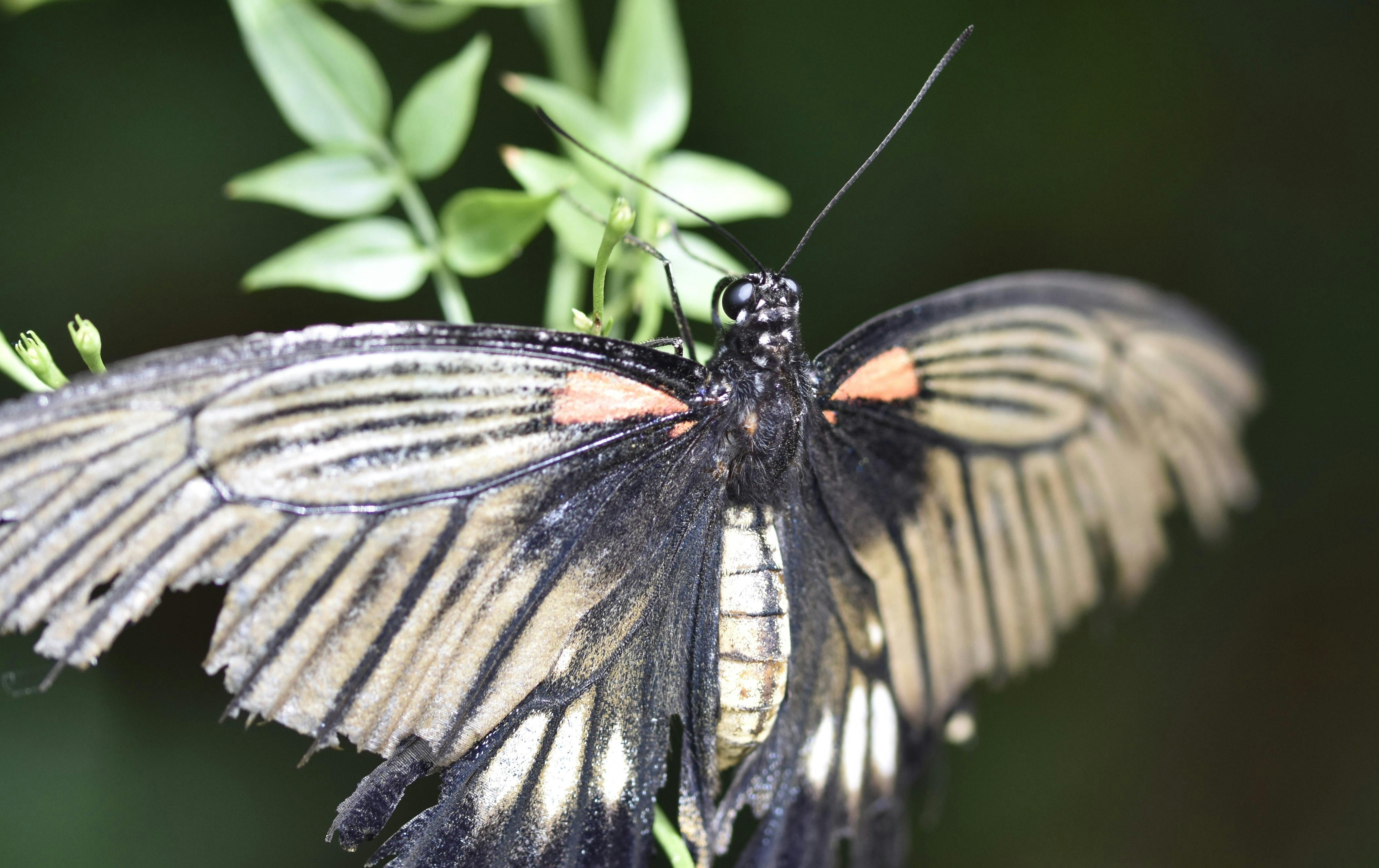 Moth in a Forest · Free Stock Photo