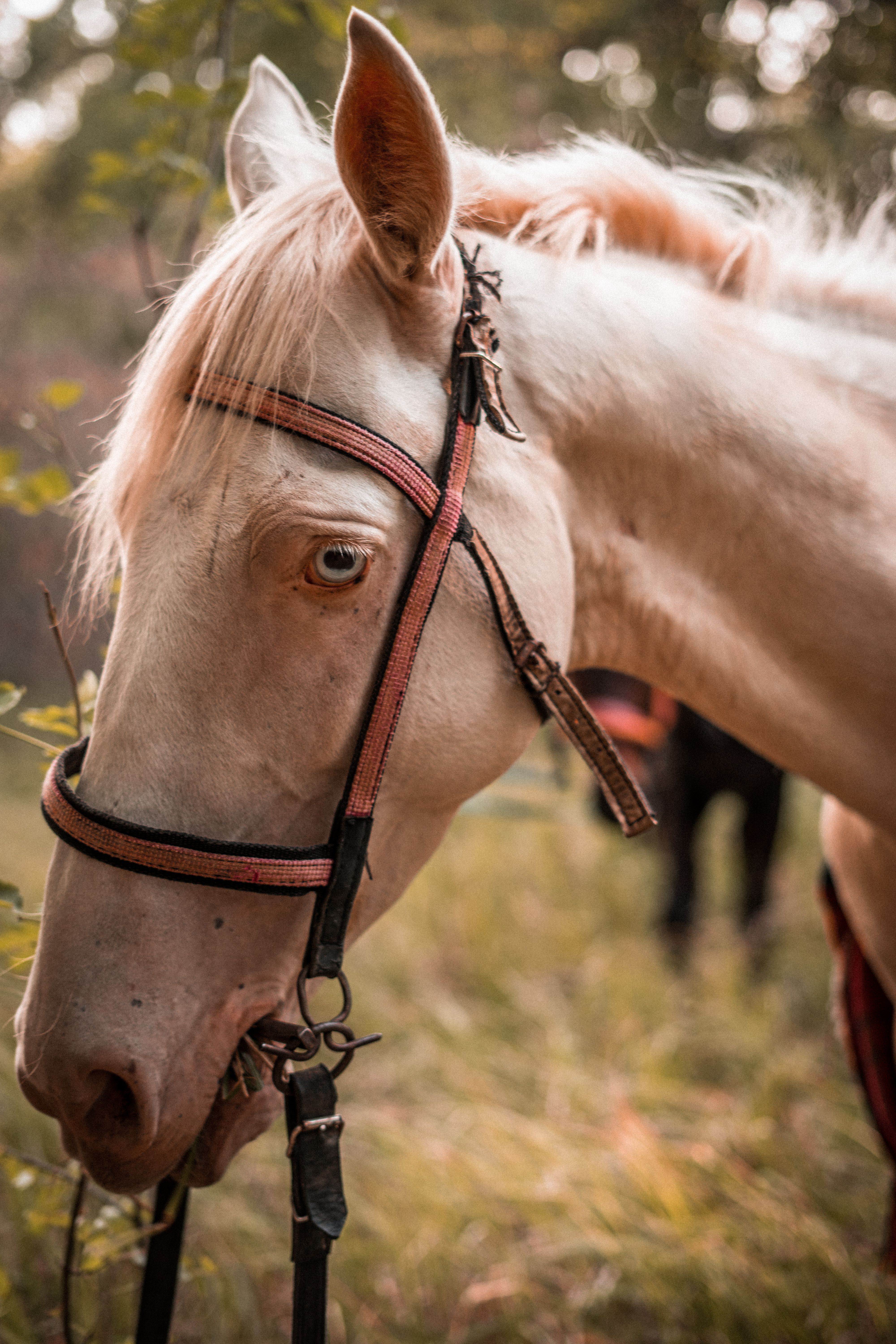 Horse Head in Close Up · Free Stock Photo