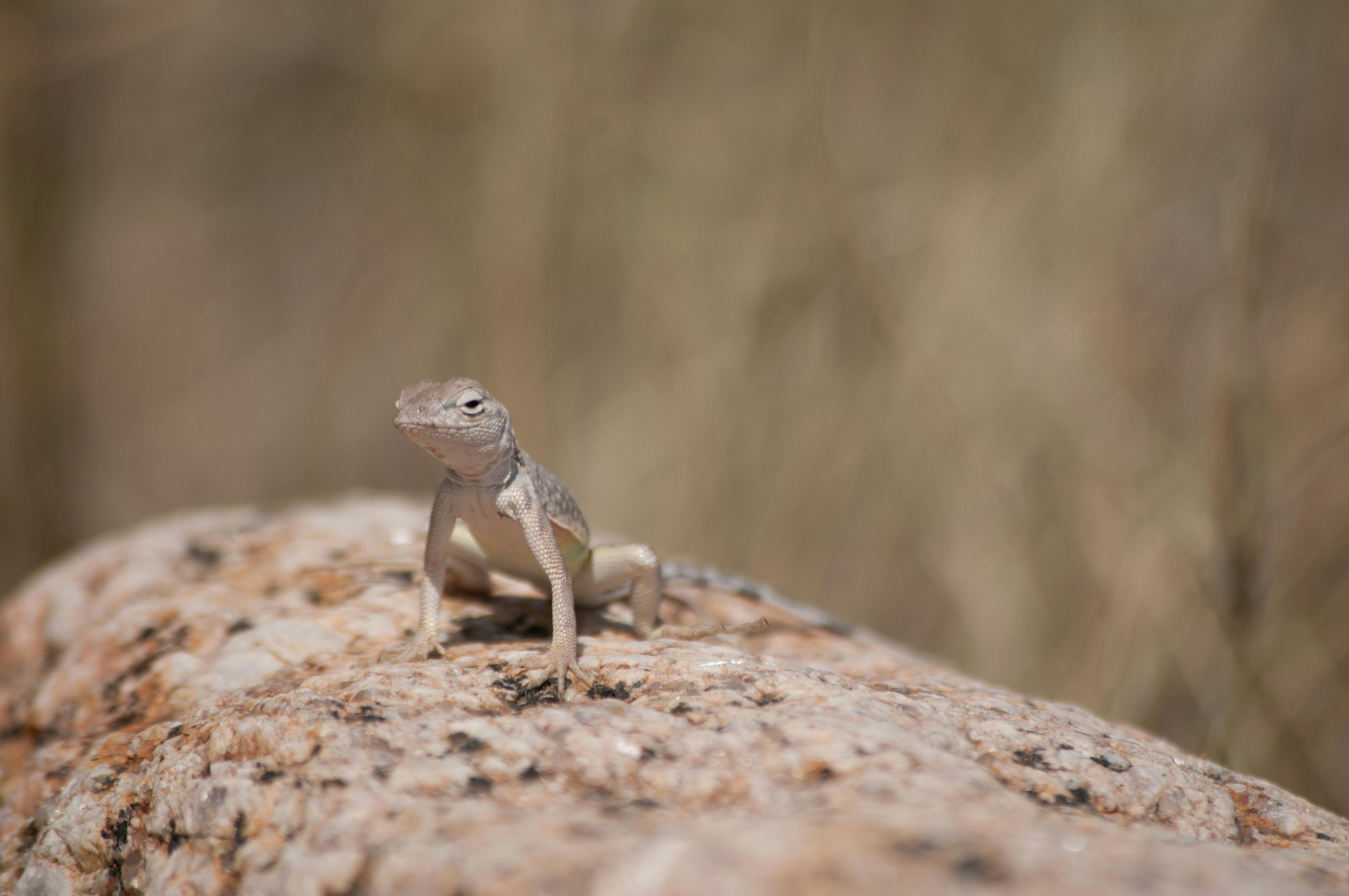 Lizard Sitting on a Rock · Free Stock Photo