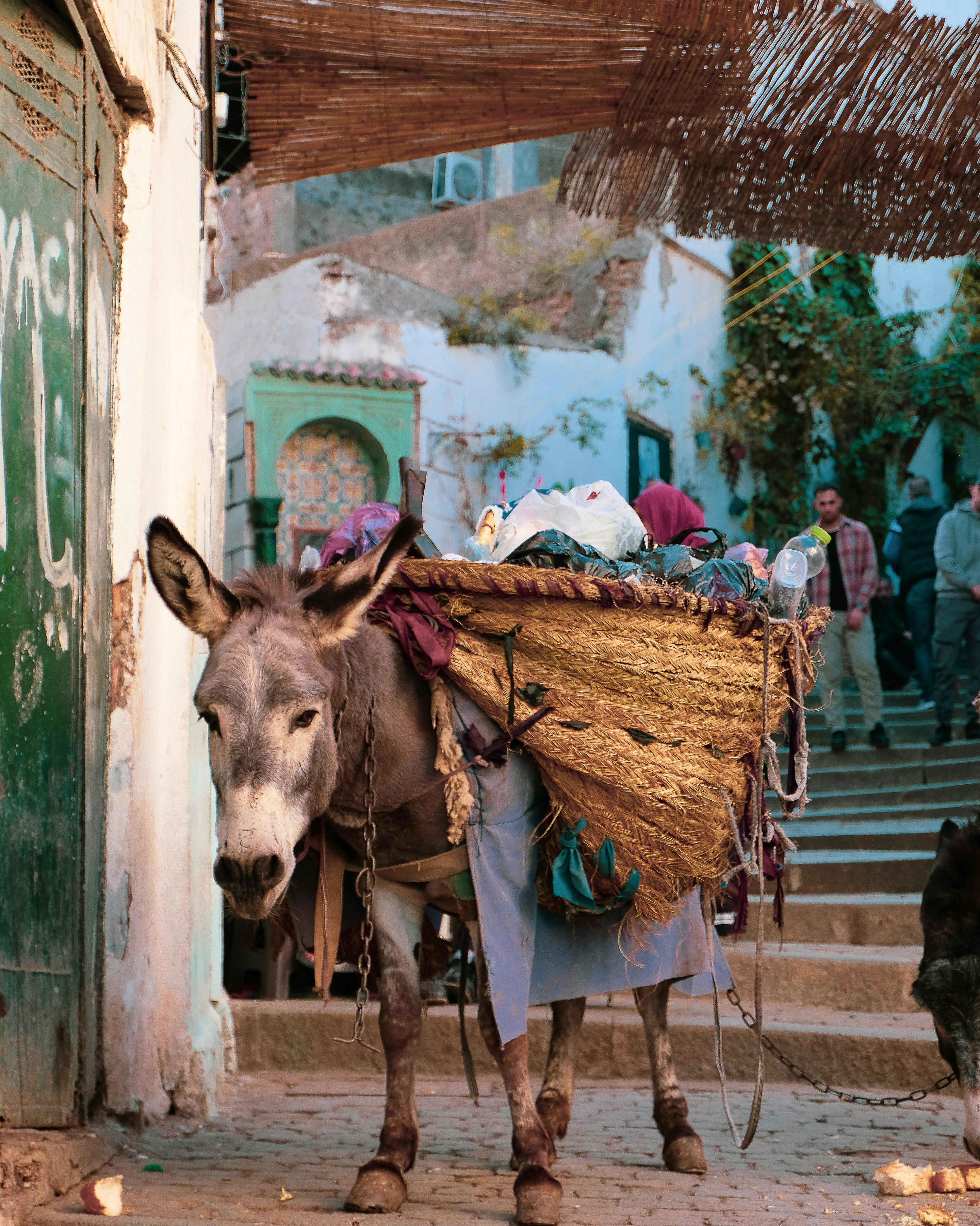 Donkey At A Alley · Free Stock Photo
