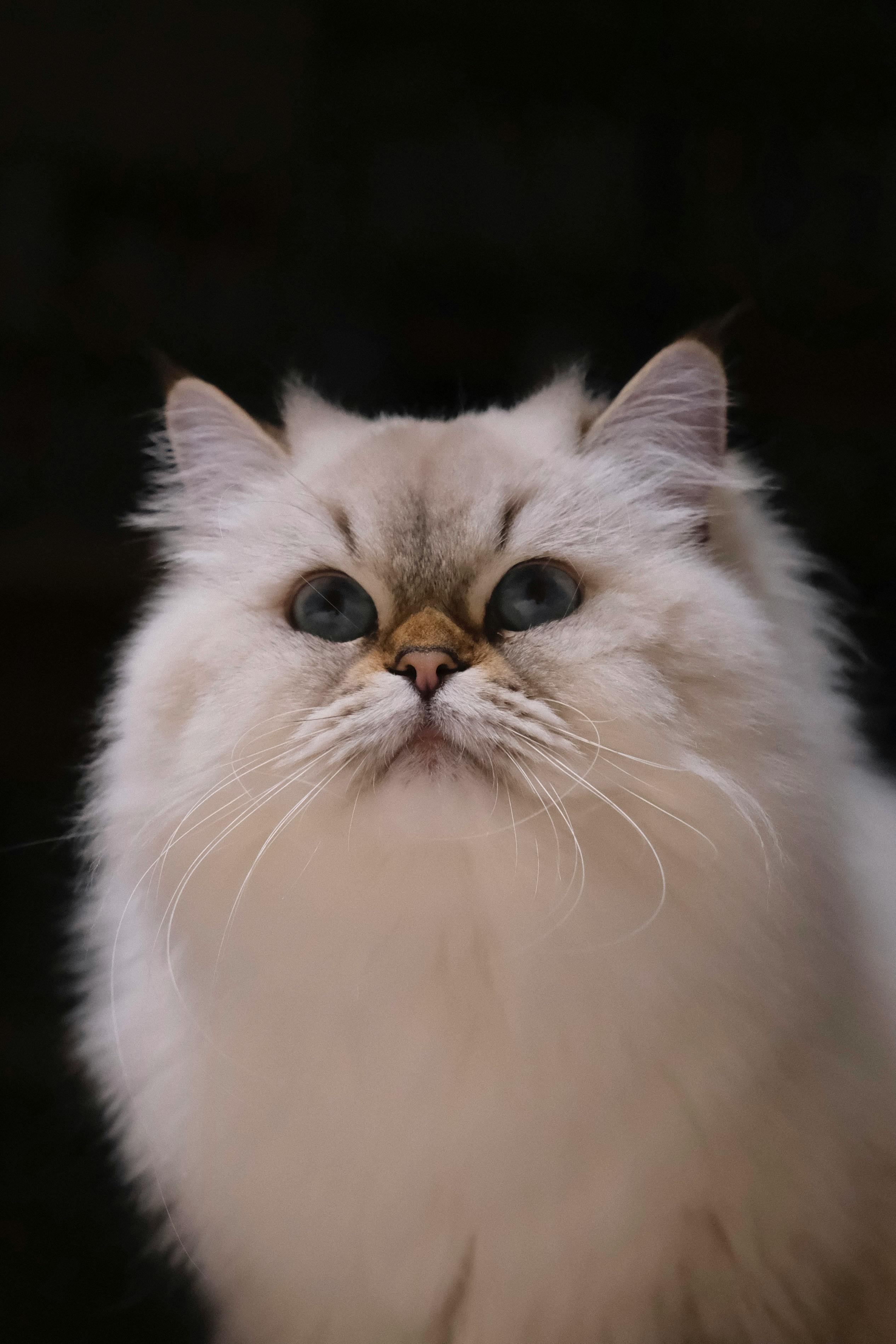 Portrait of a White Furry Cat · Free Stock Photo