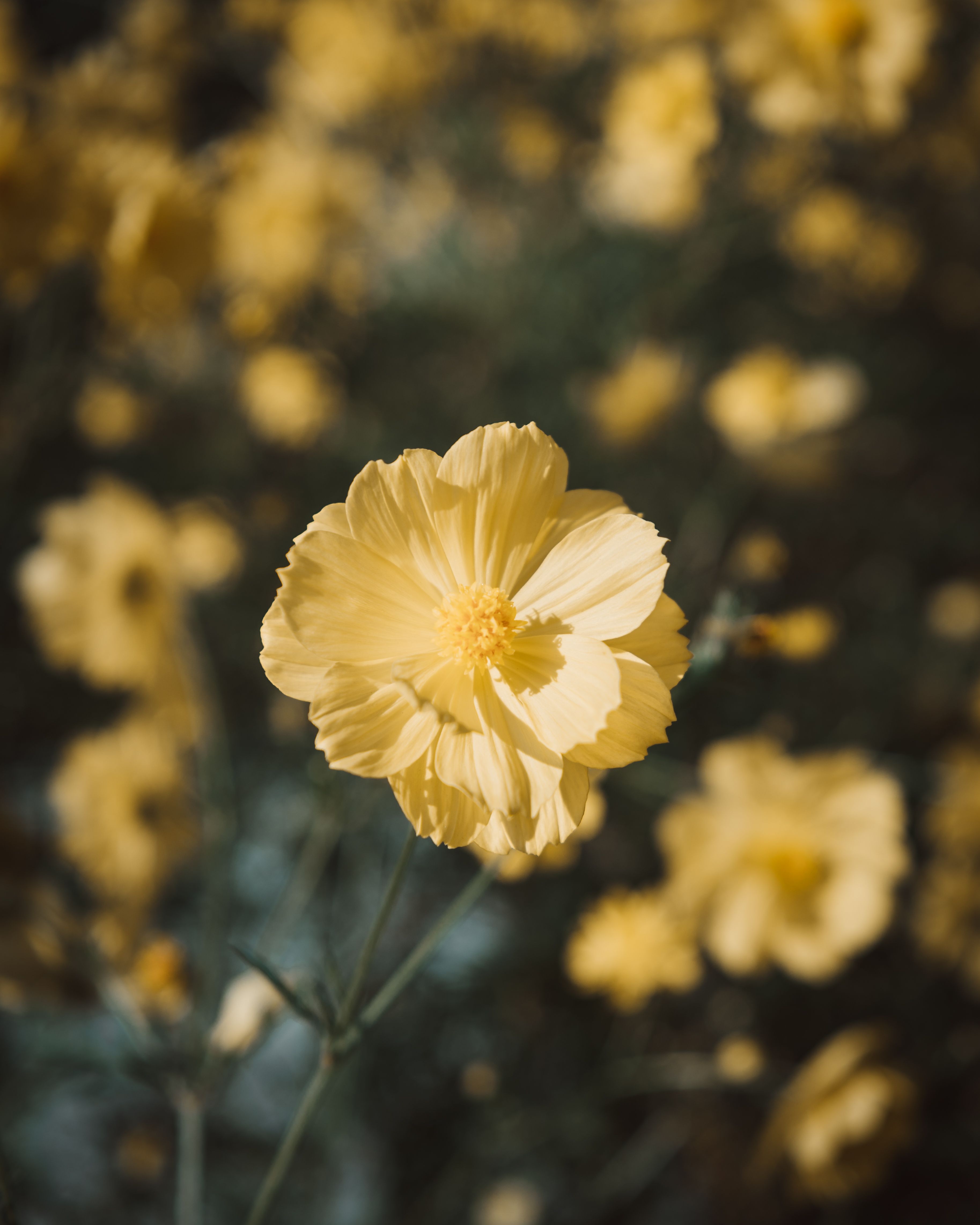 Close-up of Delicate Yellow Flowers in a Garden · Free Stock Photo
