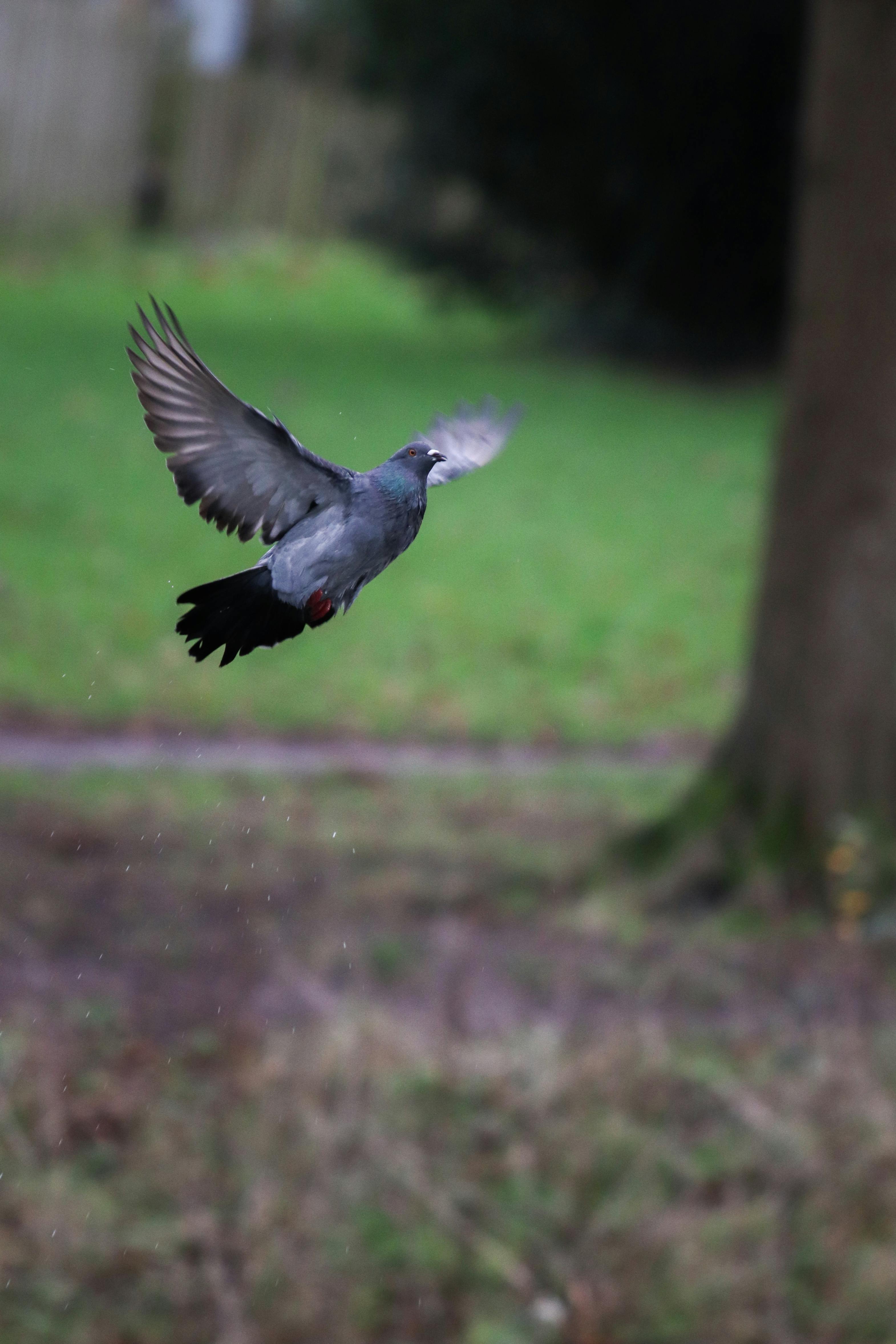 Close-up Photography of Flying Pigeon · Free Stock Photo