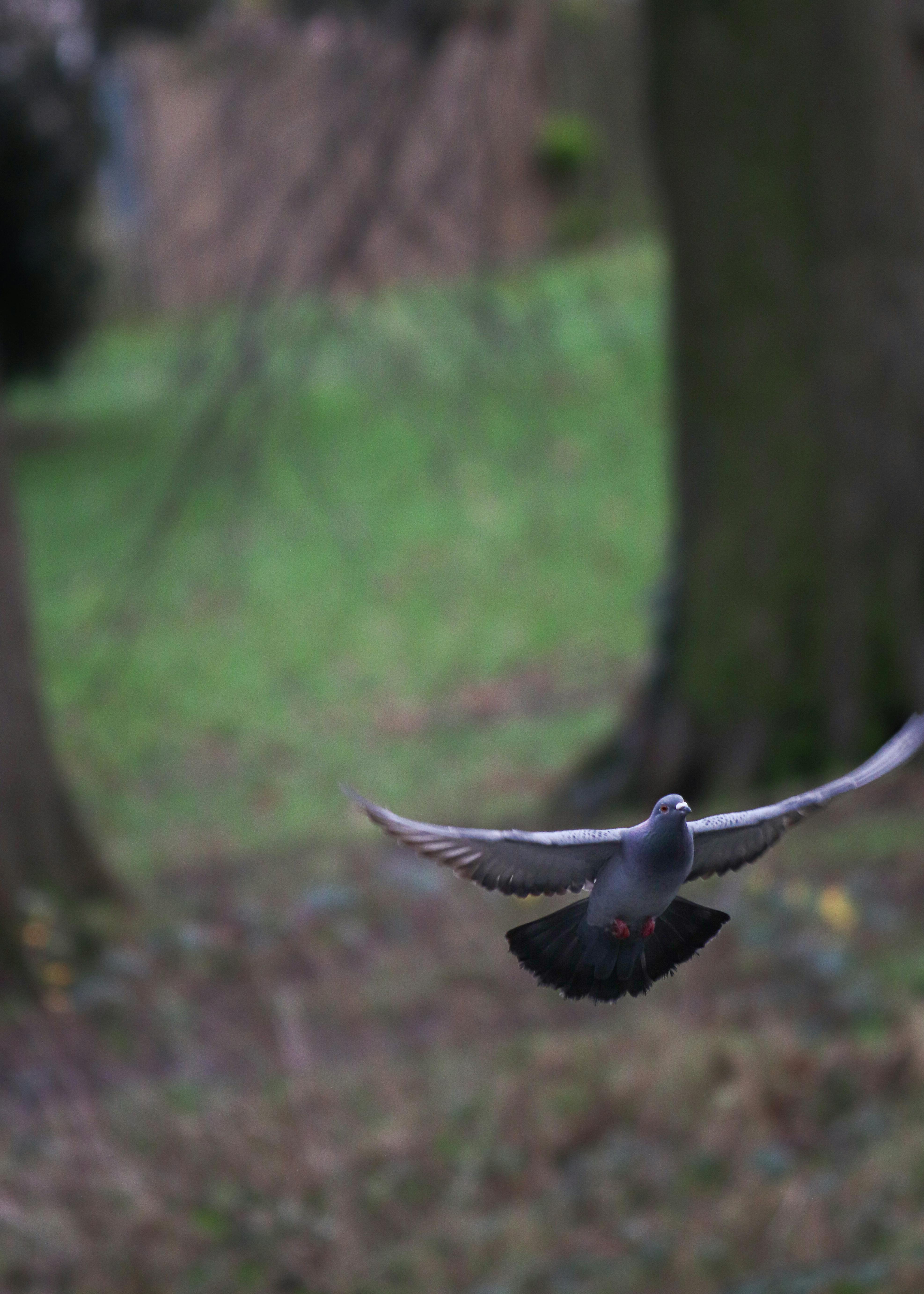 Pigeon in Flight with Spread Wings · Free Stock Photo