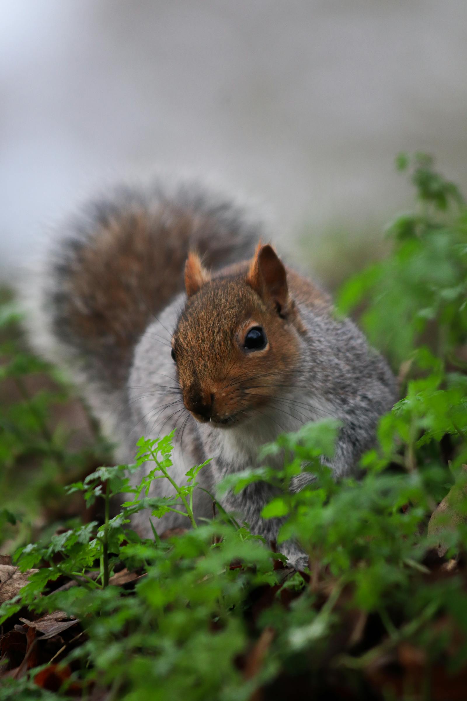 Gray Squirrel Photos, Download The BEST Free Gray Squirrel Stock Photos ...