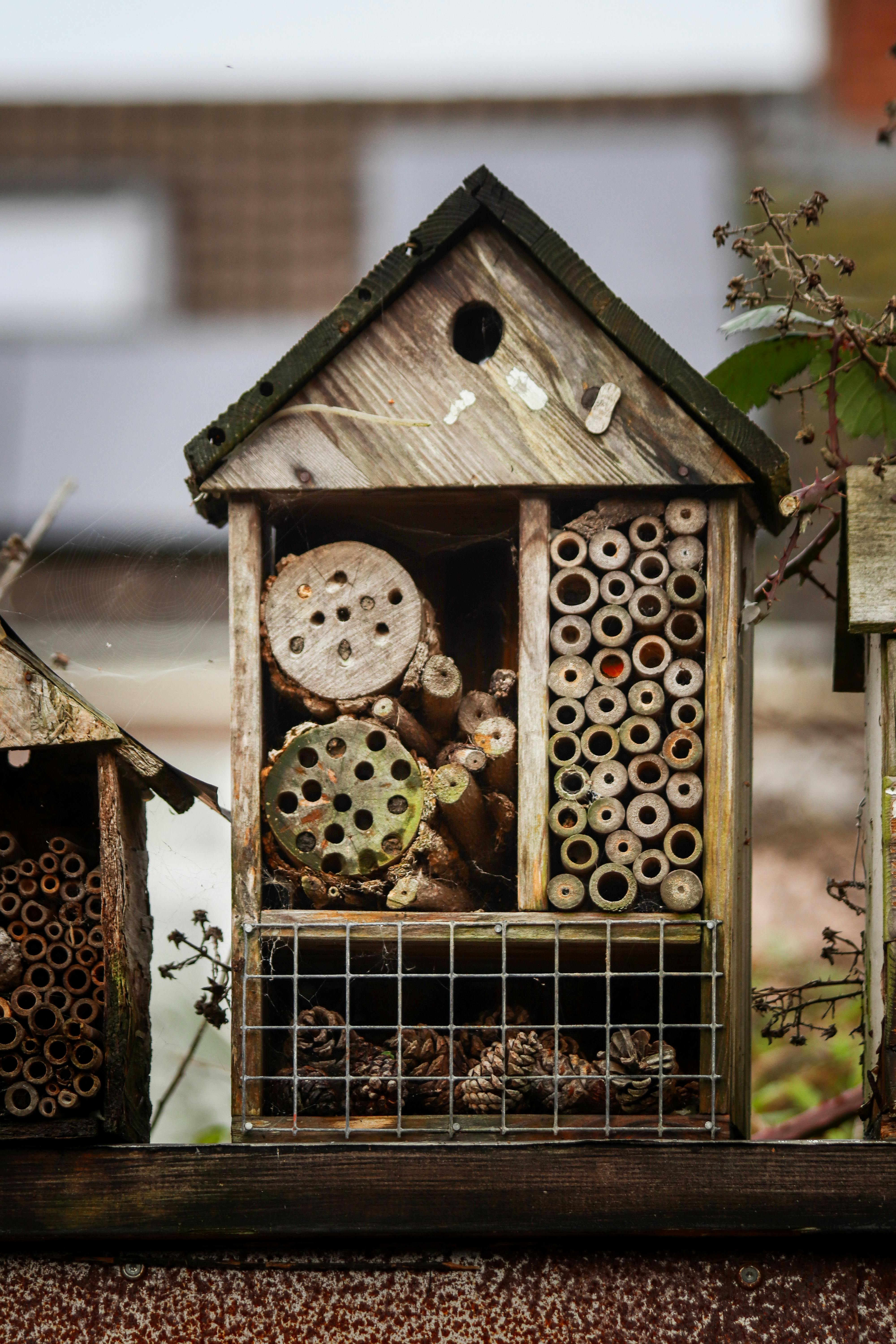 Homes For Insects Photos, Download The BEST Free Homes For Insects ...