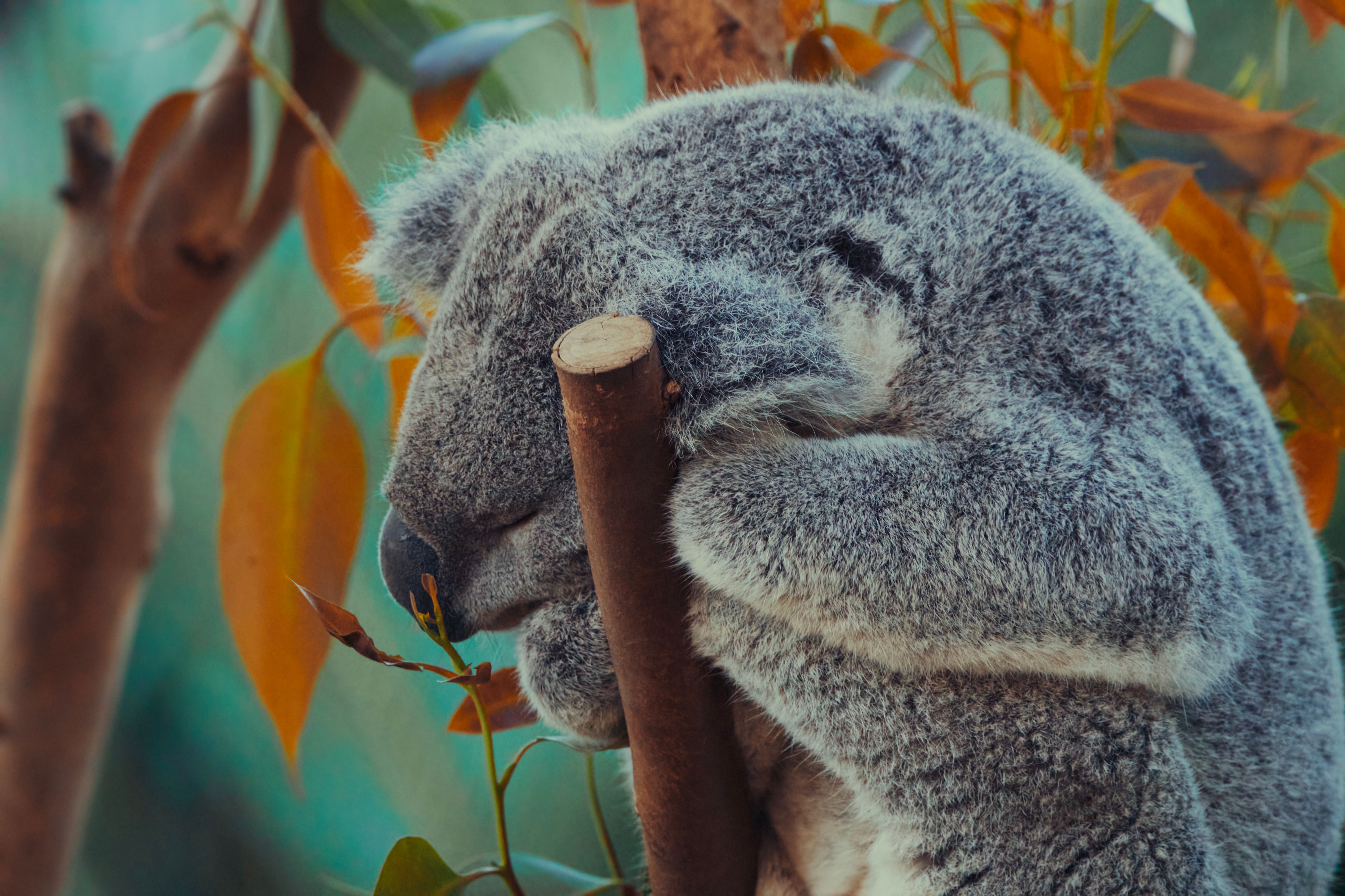 A koala bear sleeping on a branch · Free Stock Photo