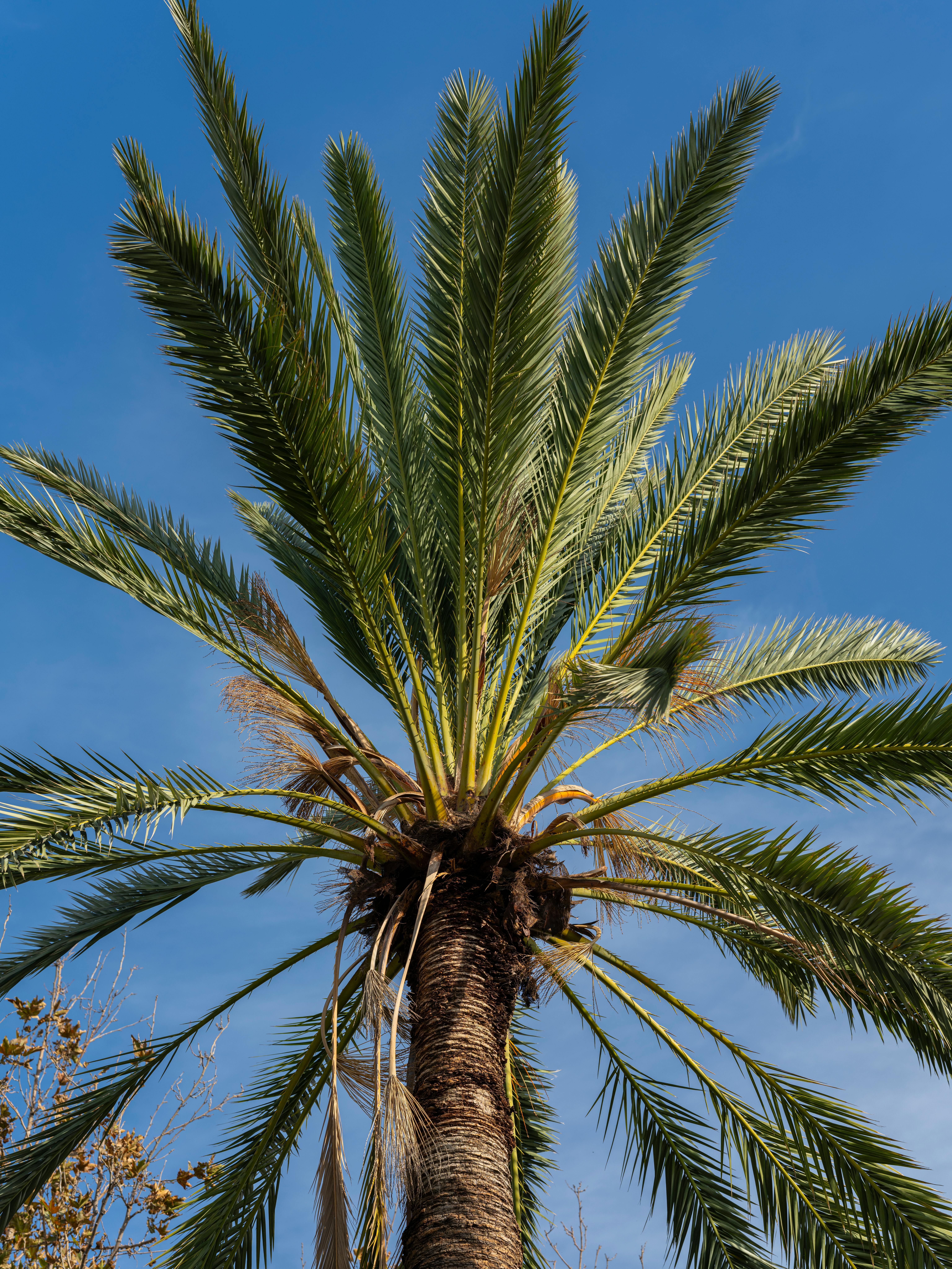 beautiful palm tree · Free Stock Photo