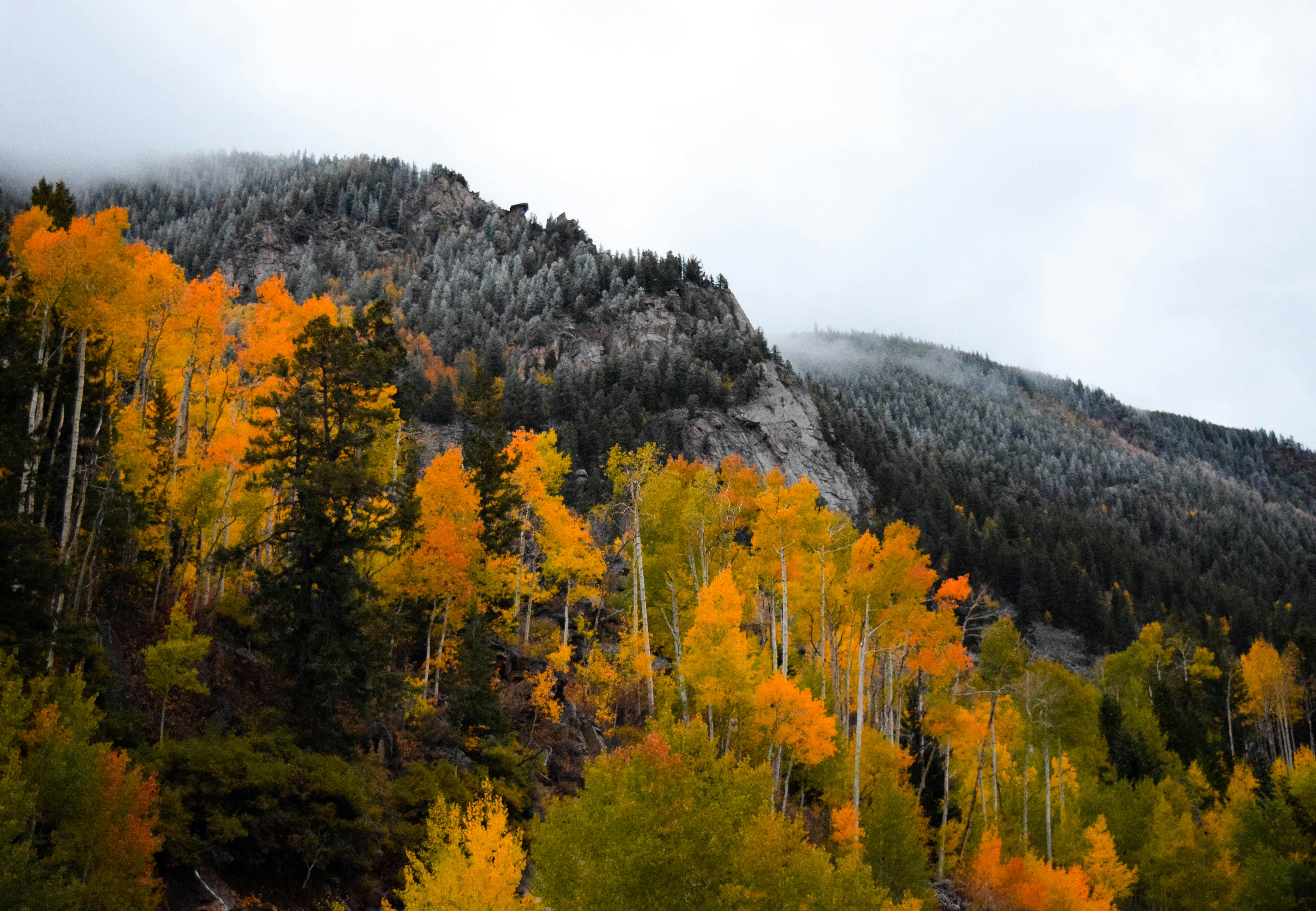 Free stock photo of alpine, fall leaves, frost